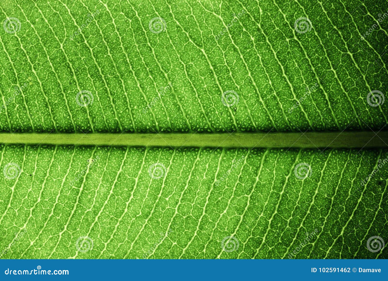 Leaf texture closeup stock photo. Image of nature, foliage - 102591462