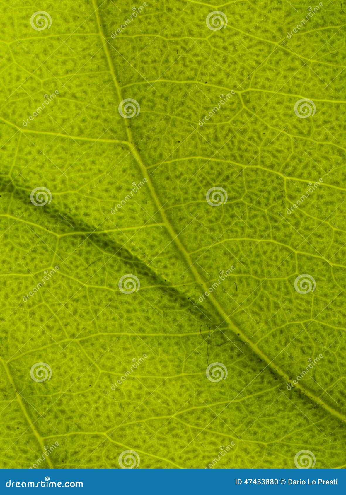Leaf surface stock photo. Image of leaf, healthy, cell - 47453880