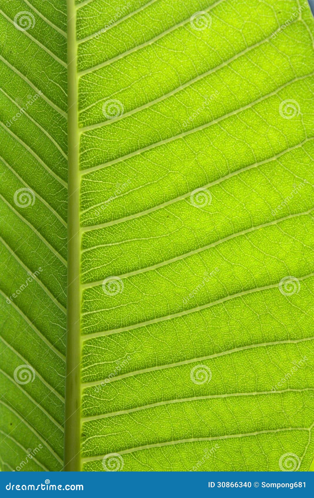 Leaf surface stock photo. Image of green, vibrant, symmetry - 30866340