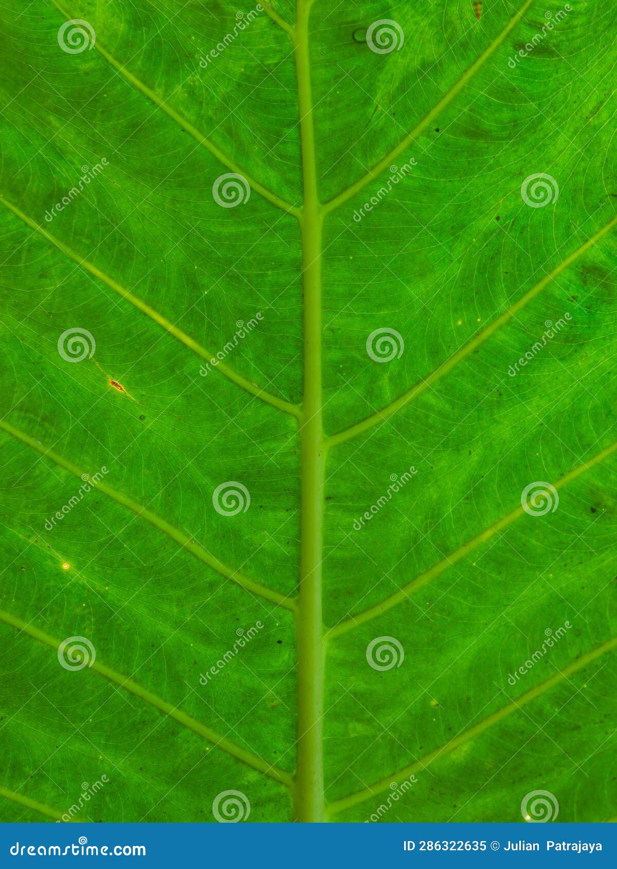 Green Color Leaf Surface Detail Texture Stock Image - Image of smooth ...