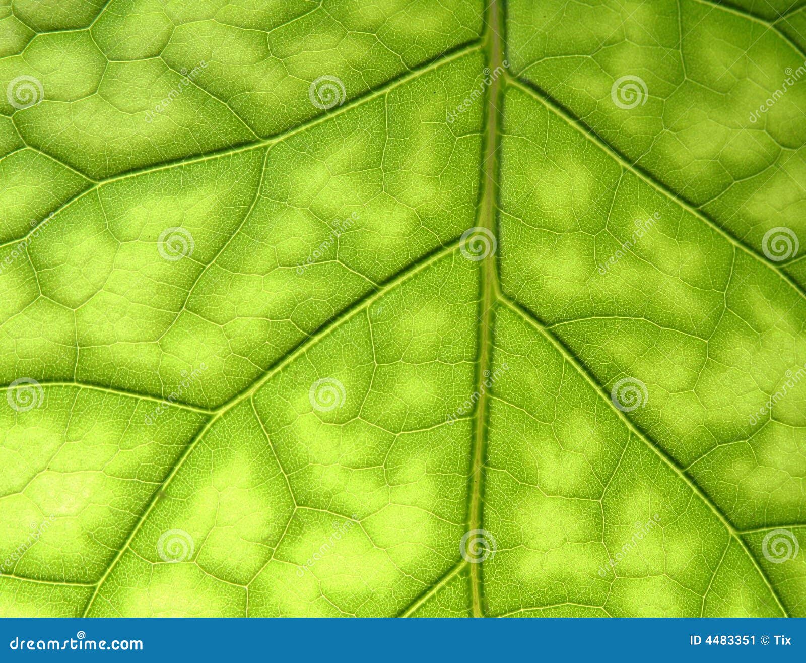Leaf Surface Texture. Picture Image: 4483351