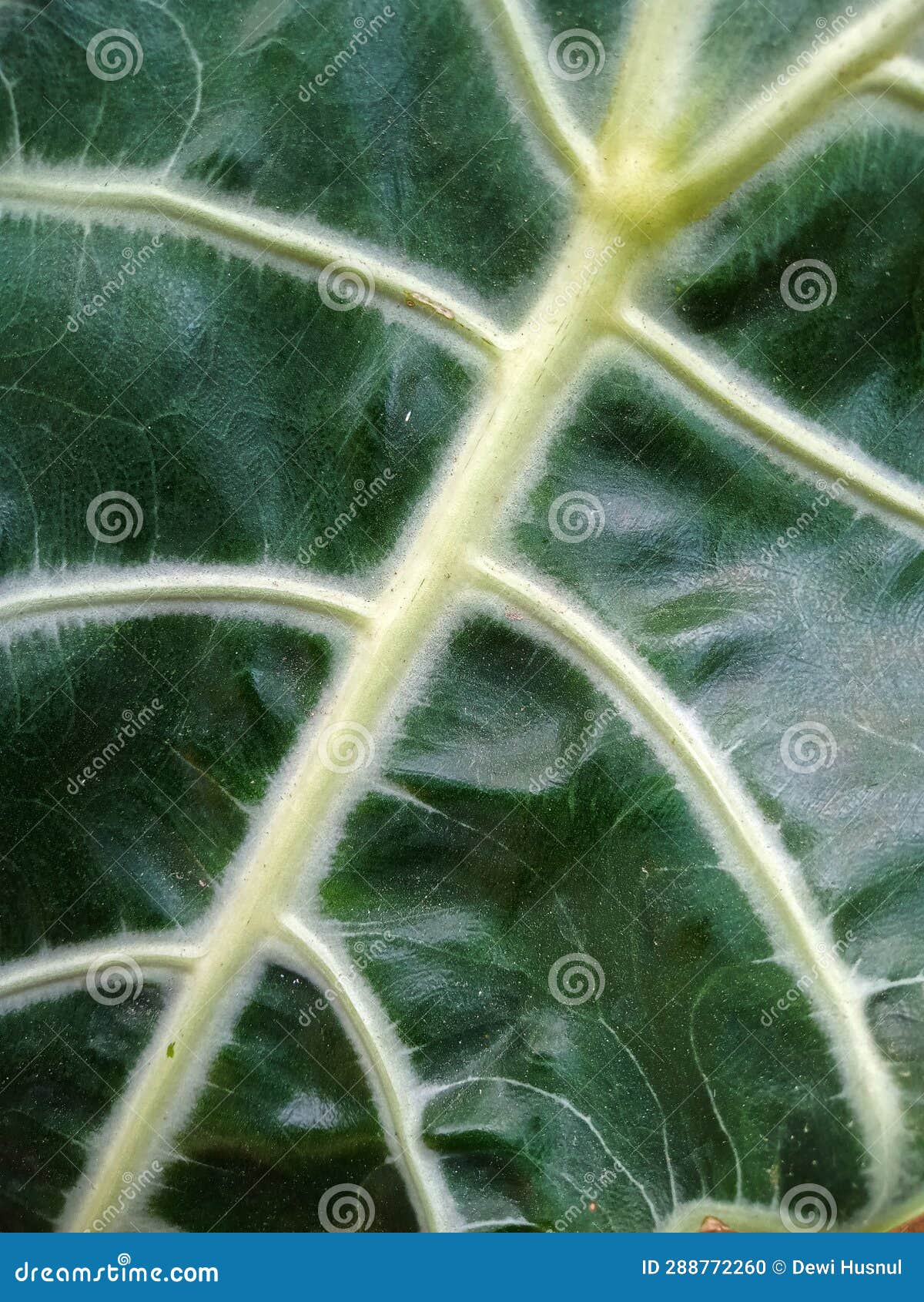 Leaf Surface Texture of Alocasia Plant Stock Photo - Image of drop ...