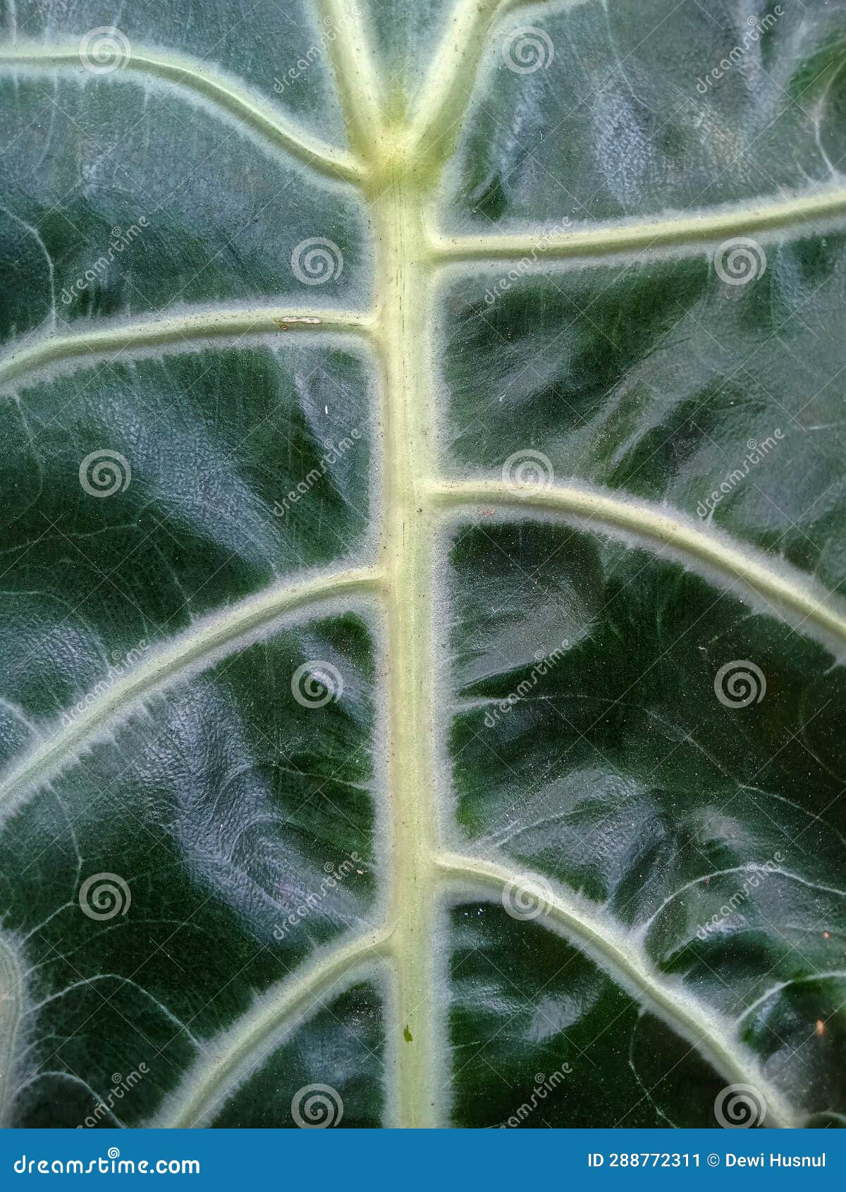 Leaf Surface Texture of Alocasia Plant Stock Image - Image of nature ...
