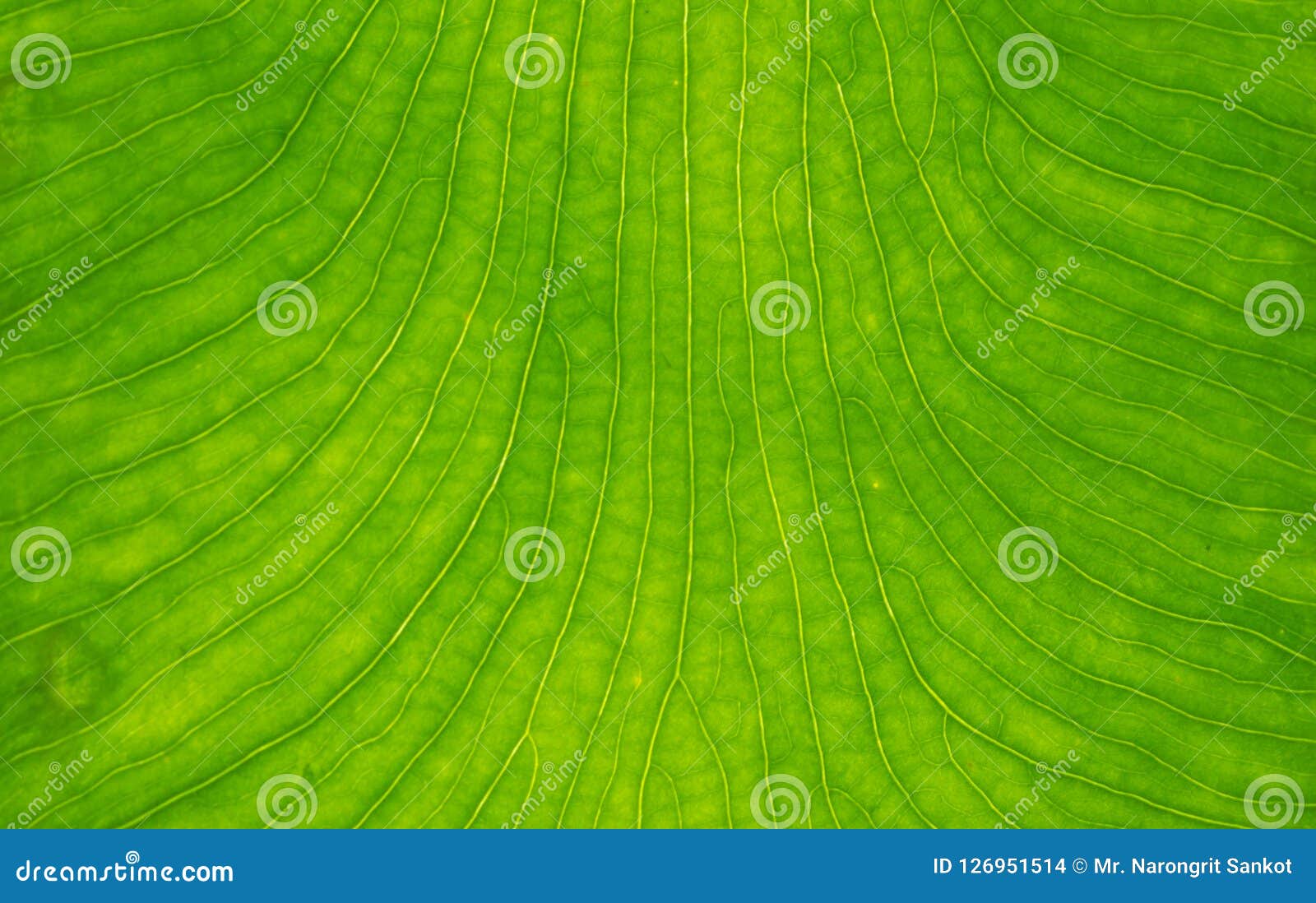 Leaf surface stock photo. Image of color, botanical - 126951514