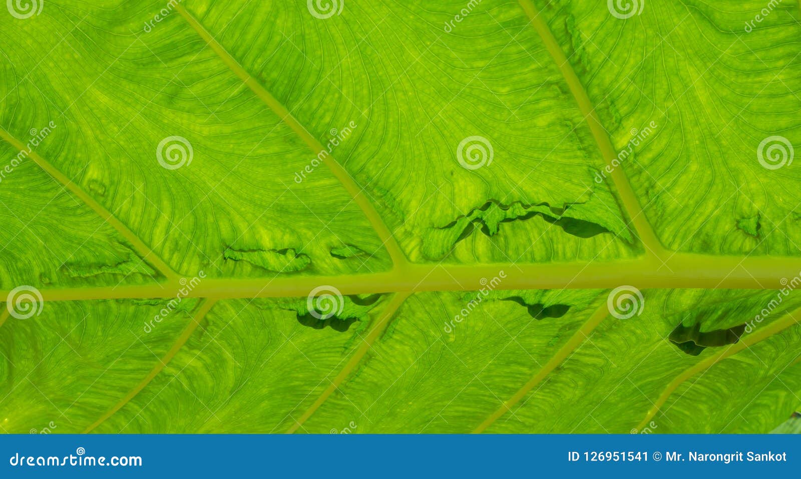 Leaf surface stock image. Image of fresh, spring, environment - 126951541