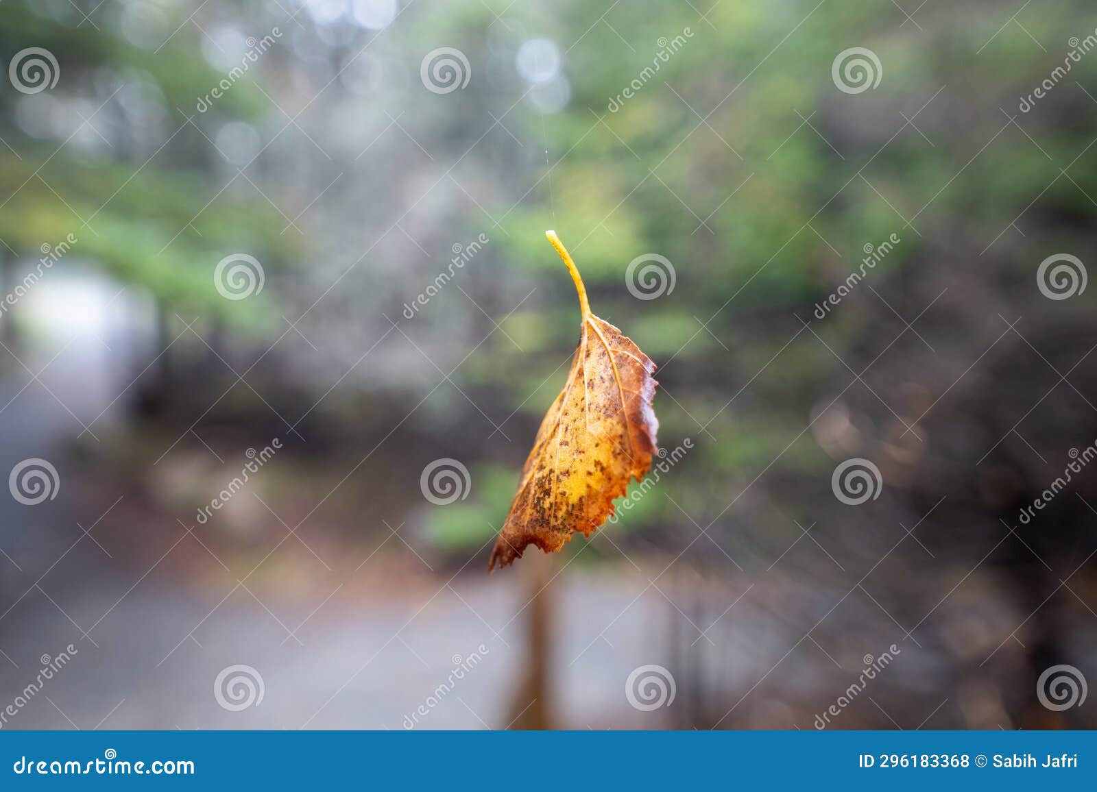 Leaf Suspended by a Spider Web Stock Photo - Image of spiders, arachnid ...