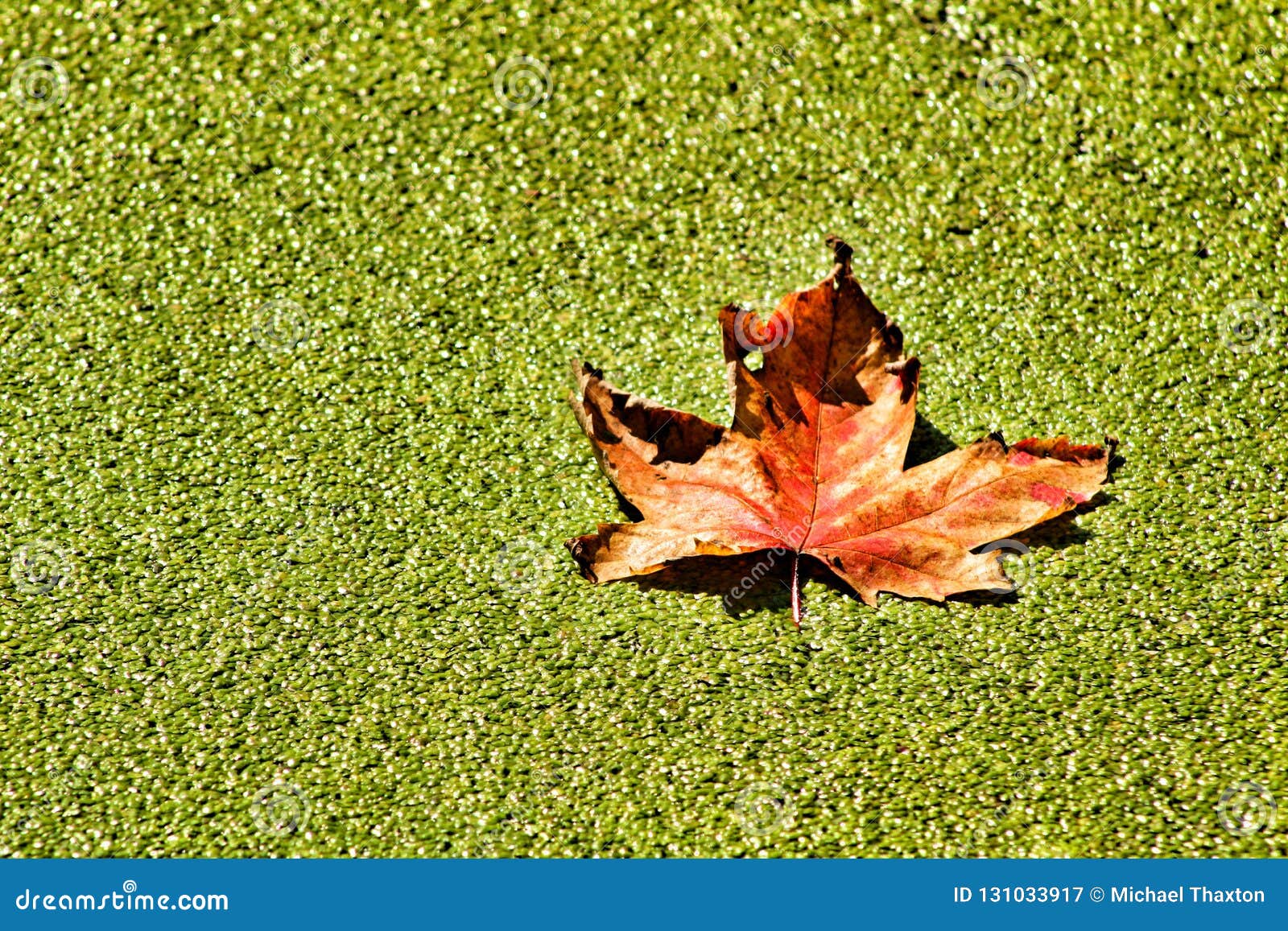 Leaf in the swamp stock image. Image of maple, swamp - 131033917