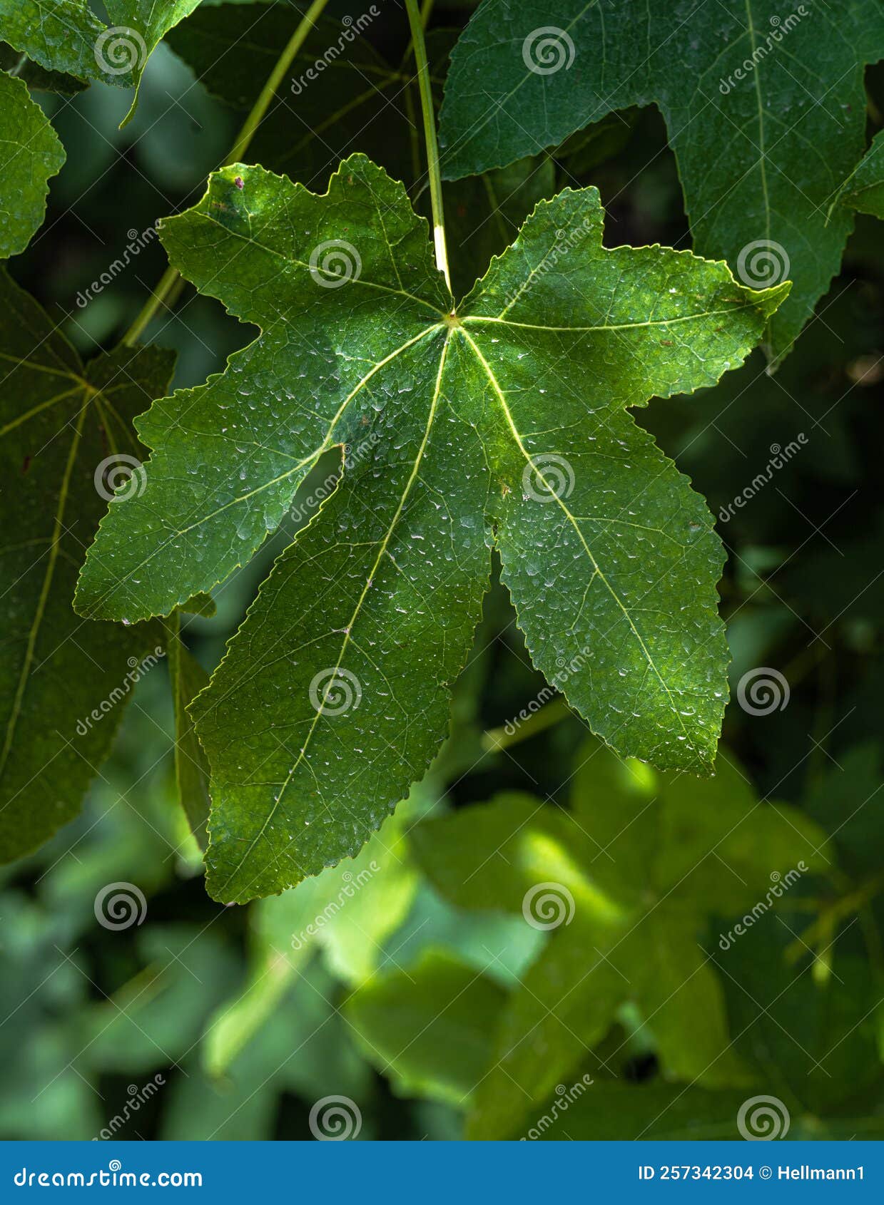 Leaf of Sweetgum stock photo. Image of beautiful, calmness - 257342304