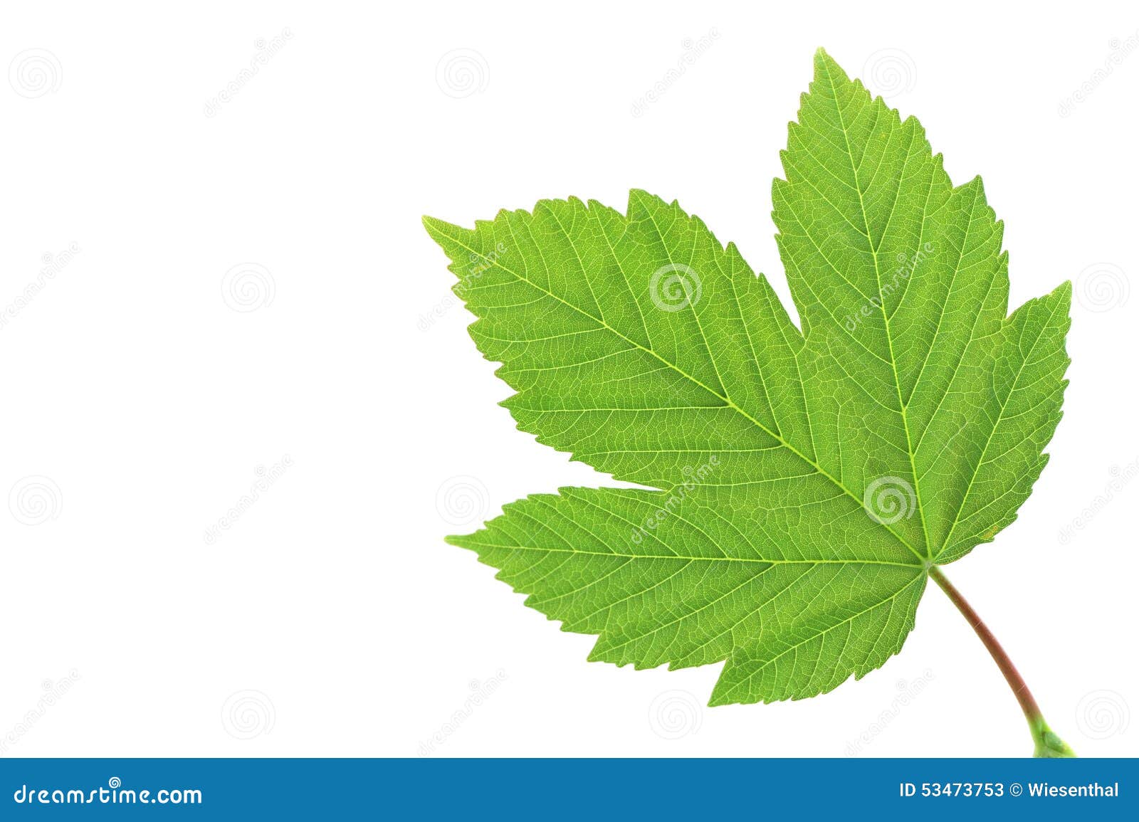 Leaf of Sycamore Maple. Closeup on White. Stock Image - Image of ...