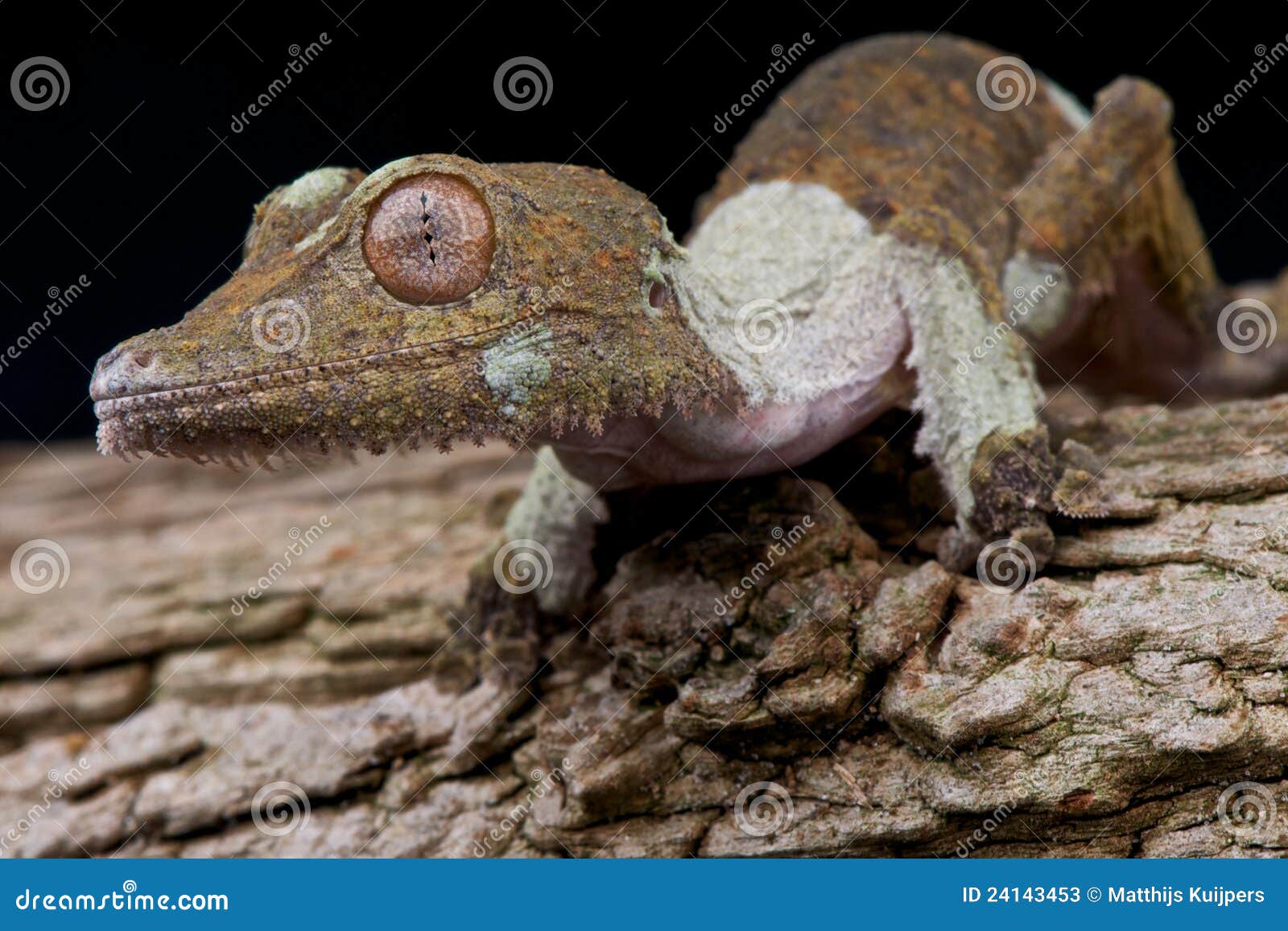 Leaf-tailed gecko stock image. Image of tailed, gecko - 24143453