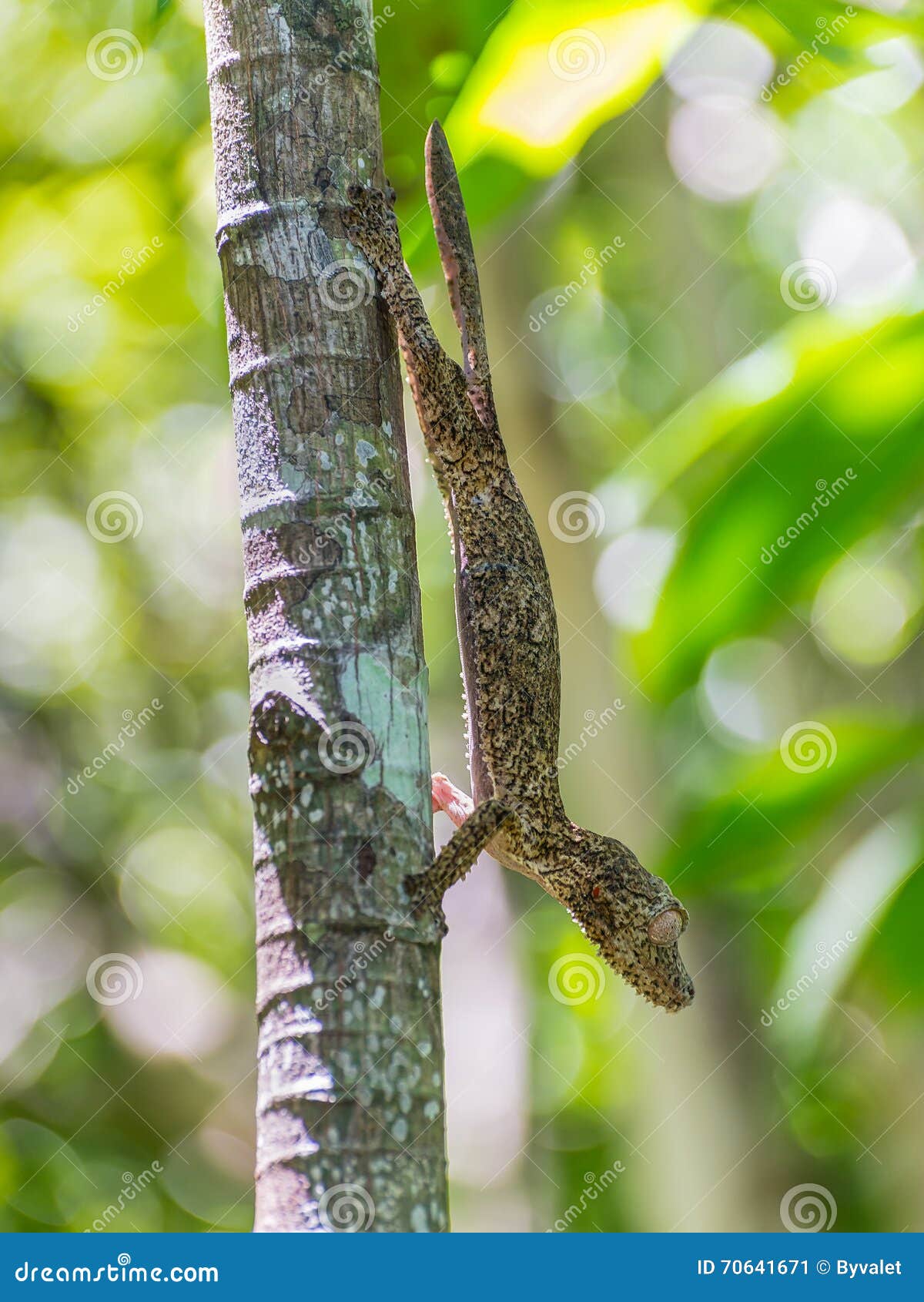 Leaf-tailed gecko stock image. Image of aggressive, animal - 70641671