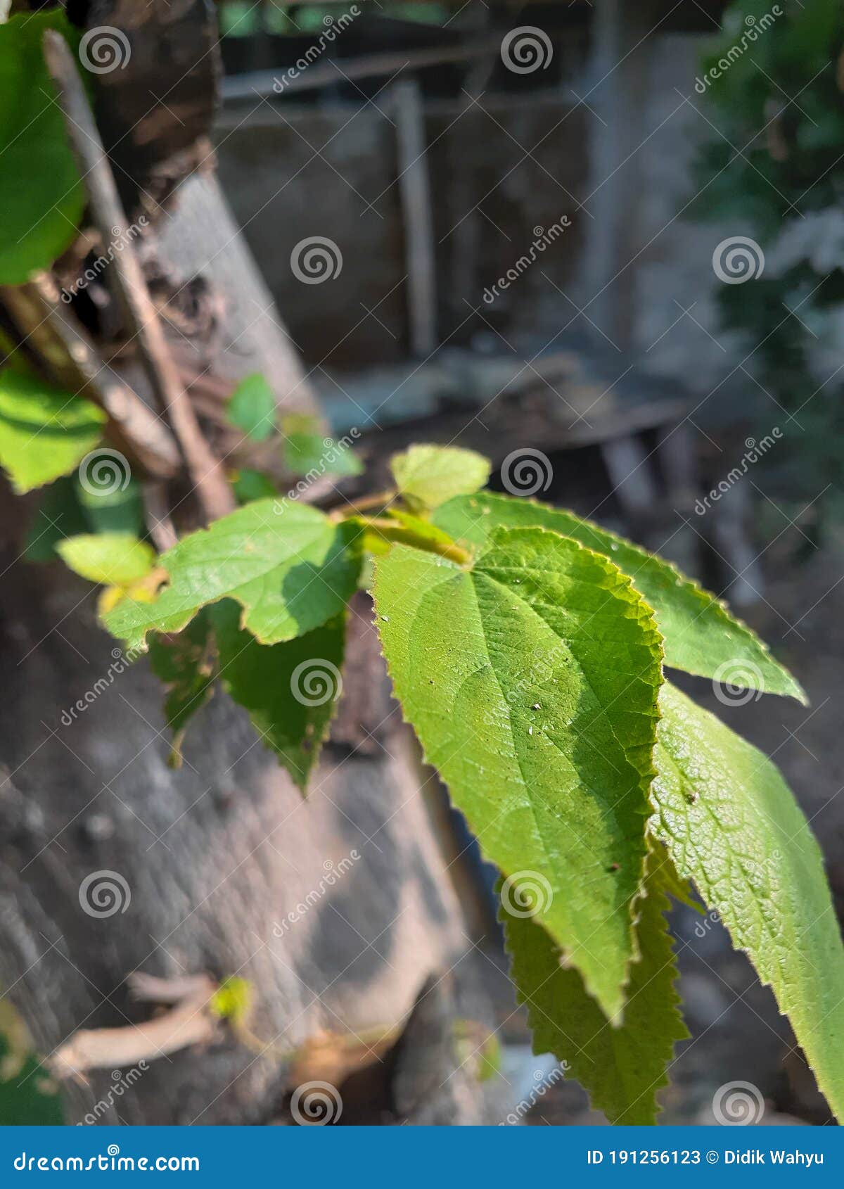 This is a Leaf of the Talok Tree Plant Stock Image - Image of green ...