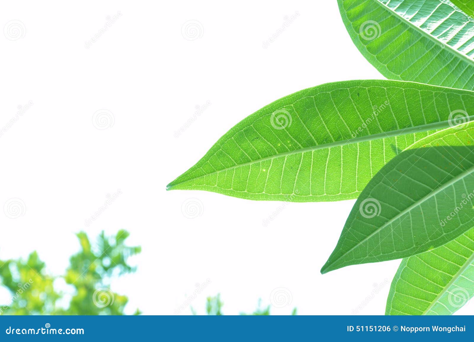Leaf of the Temple Flower Tree. Stock Photo - Image of detailed, beauty ...