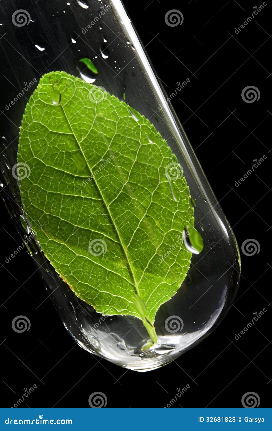 Leaf in test tube stock photo. Image of glass, branch - 32681828