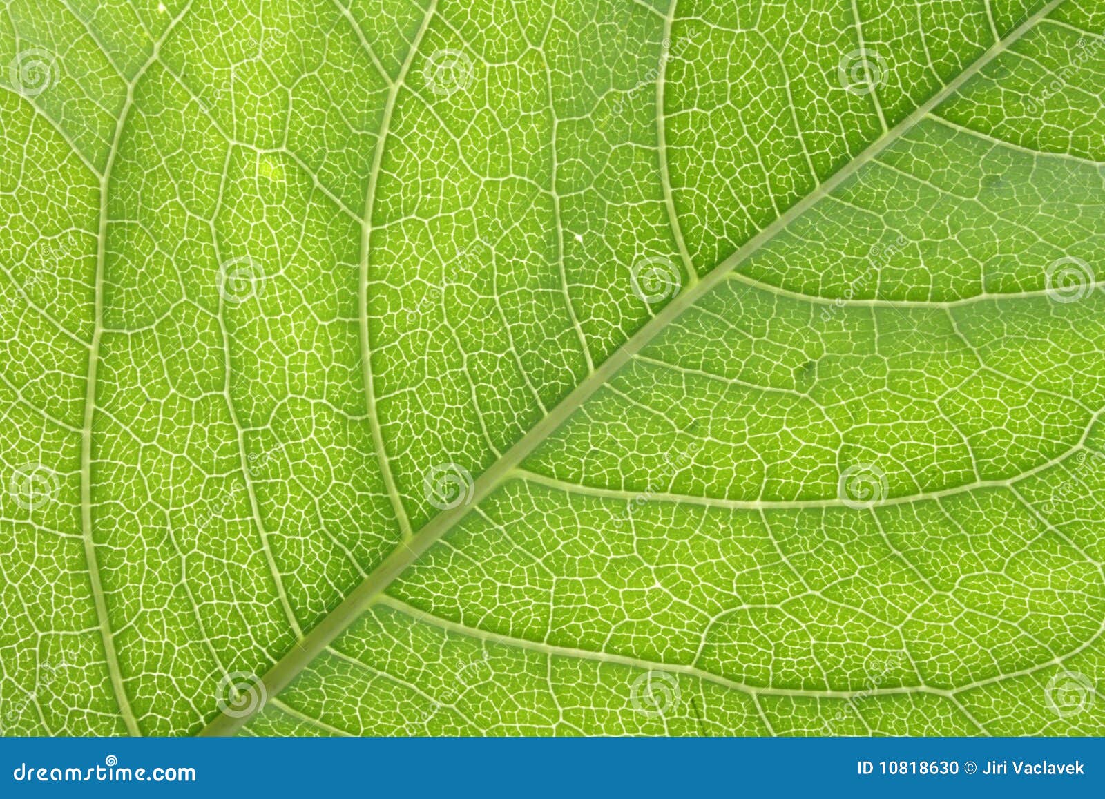 Leaf texture stock photo. Image of agriculture, botany - 10818630