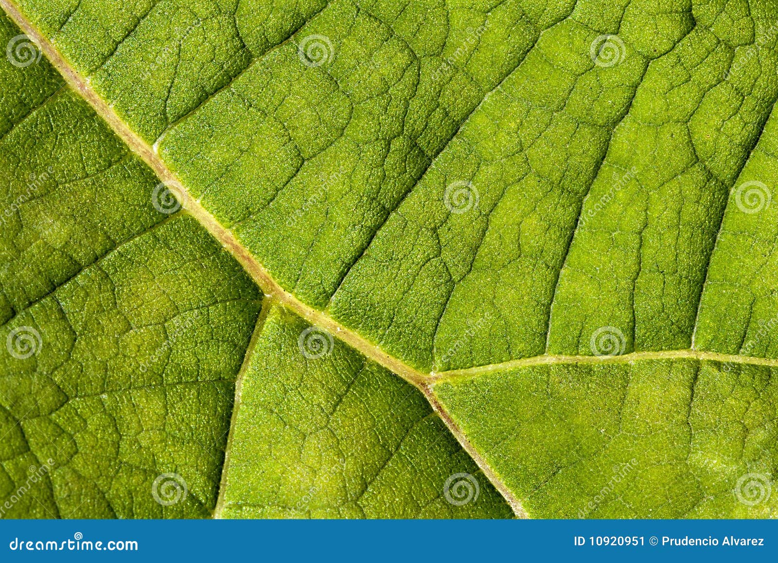 Leaf texture stock image. Image of macro, depth, detail - 10920951