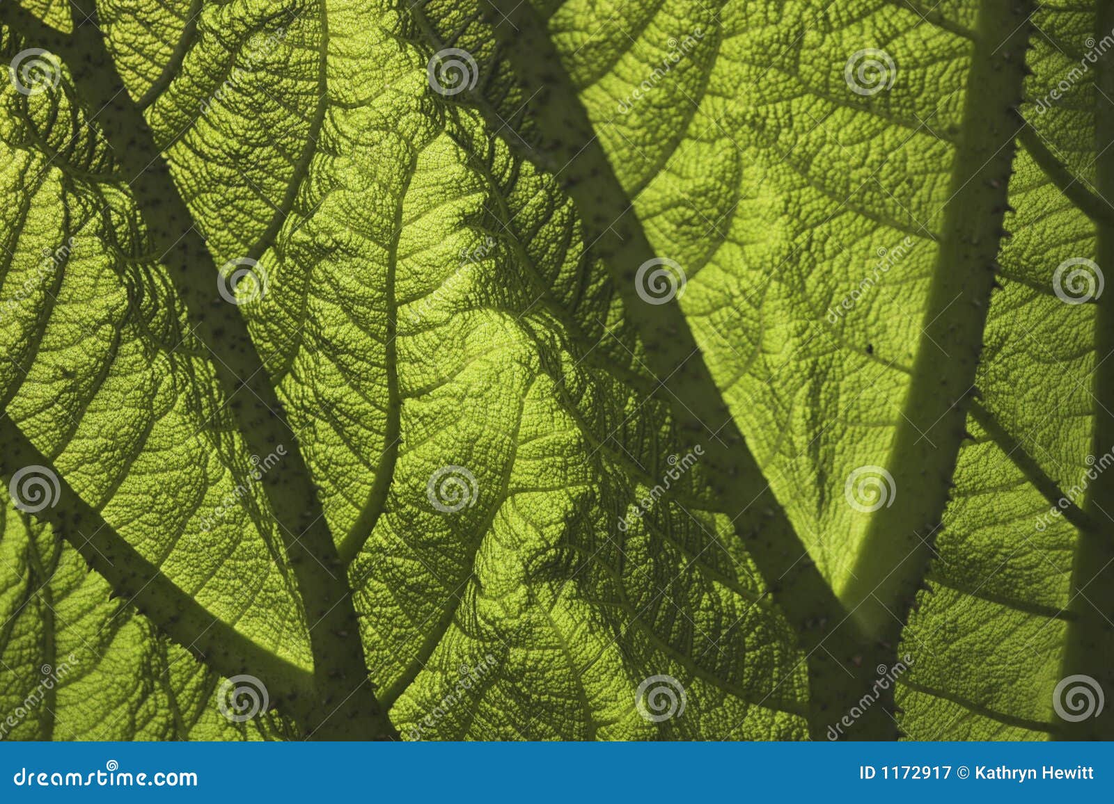 Leaf texture stock image. Image of leaf, structure, texture - 1172917