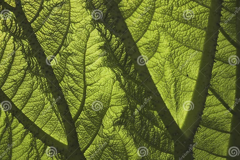Leaf texture stock image. Image of leaf, structure, texture - 1172917