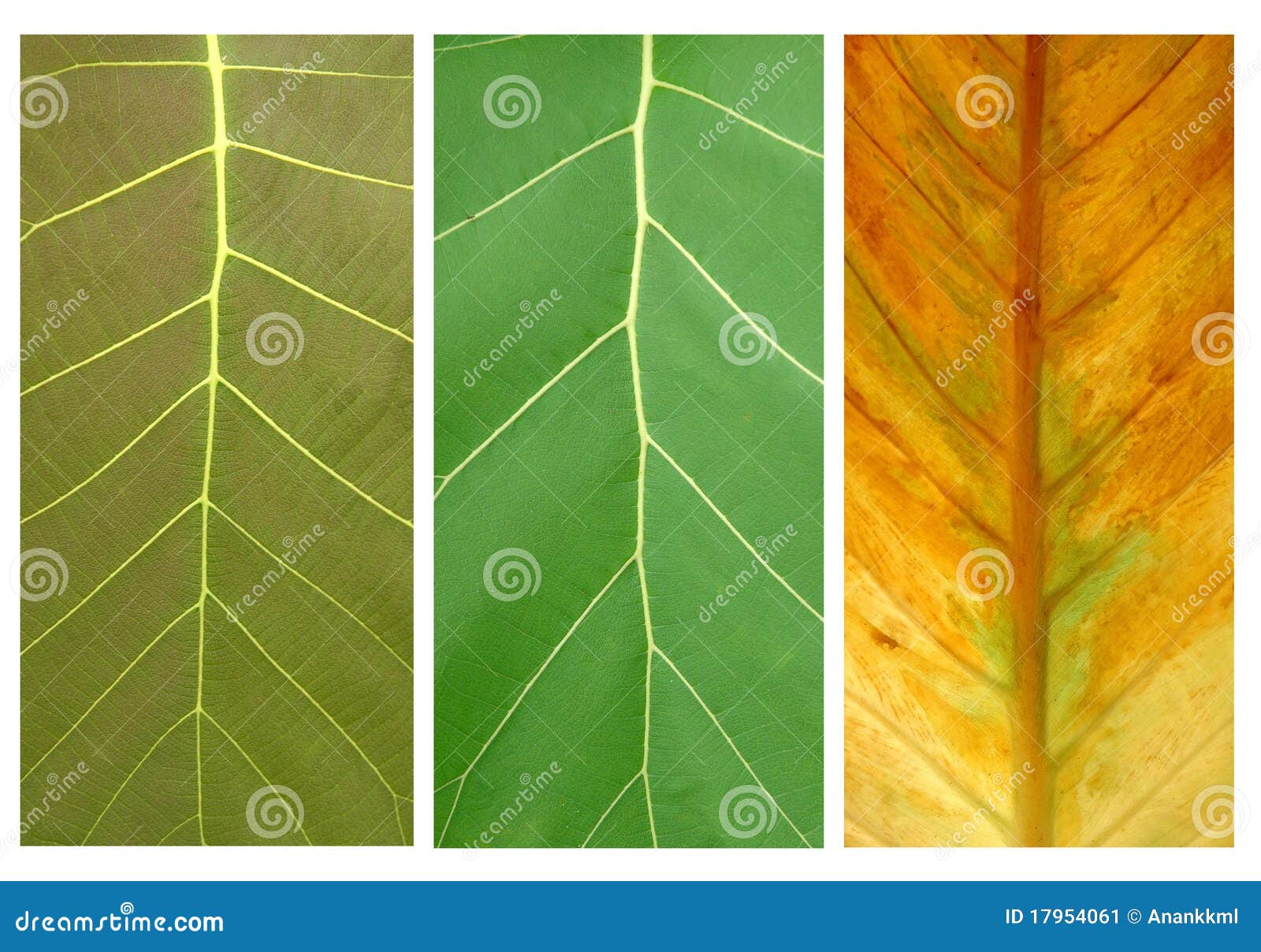 Leaf texture stock image. Image of nature, close, garden - 17954061