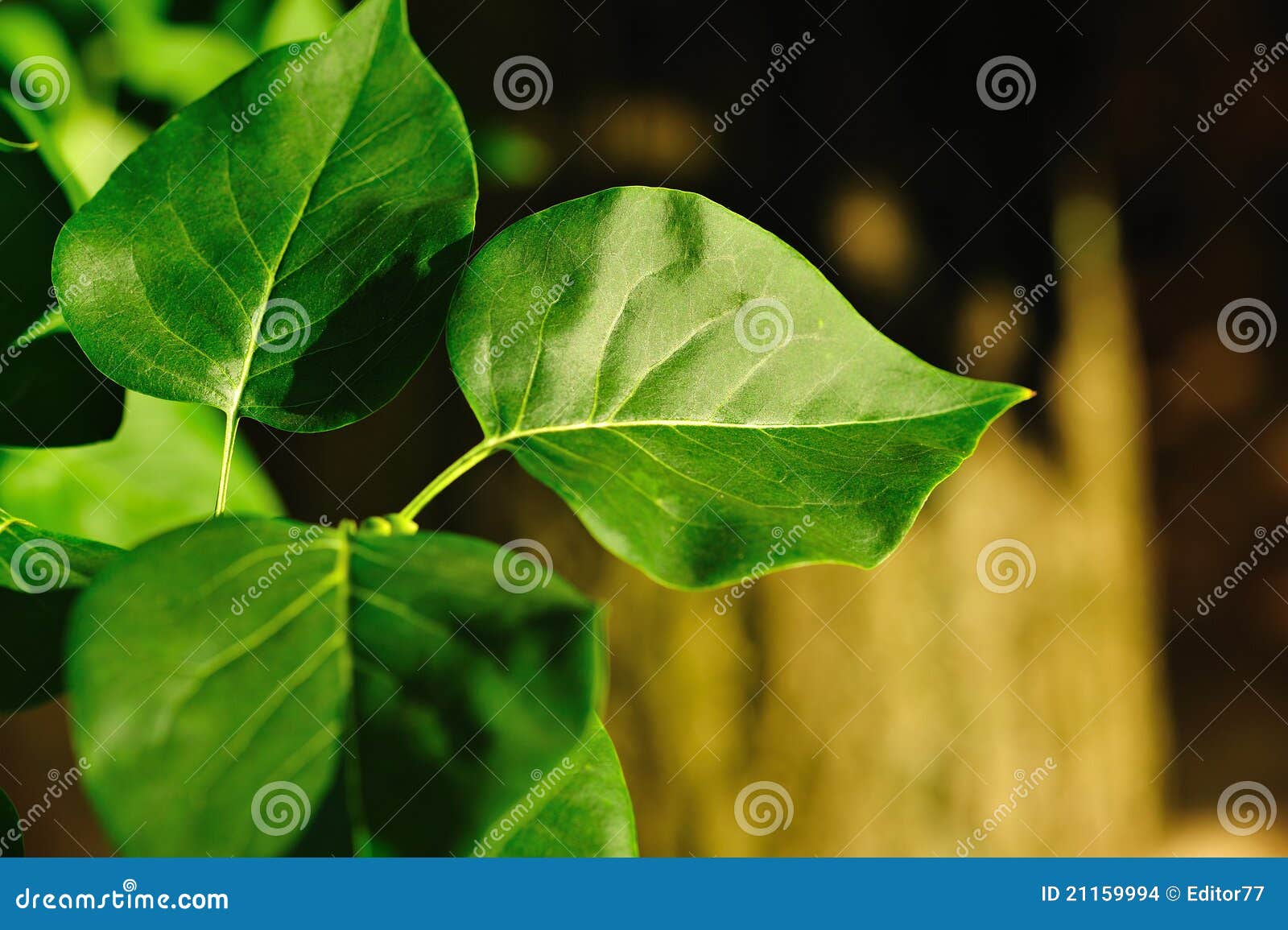 Lime leaf details stock photo. Image of outdoors, background - 21159994