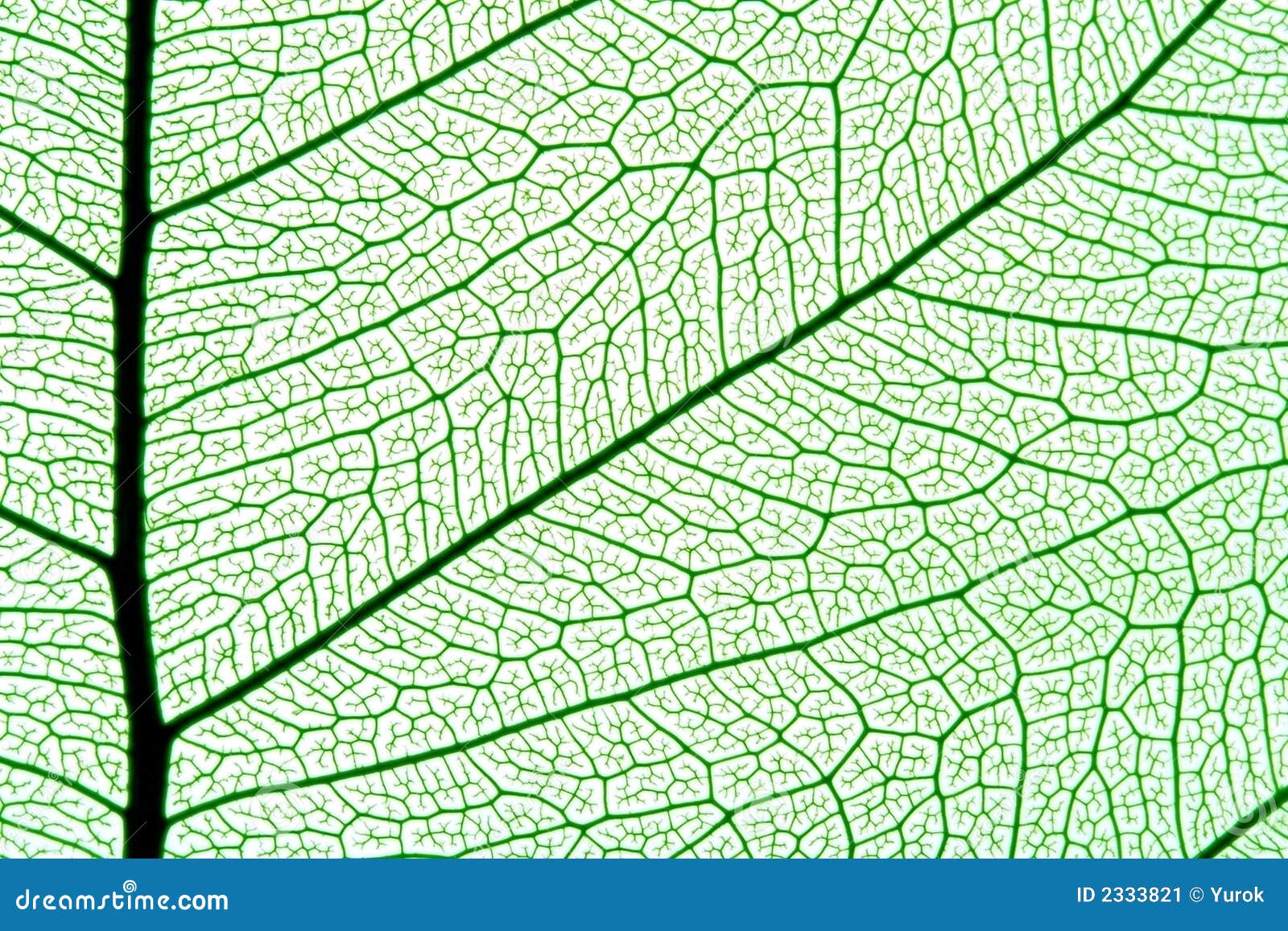 Leaf texture stock image. Image of texture, organic, transparent - 2333821