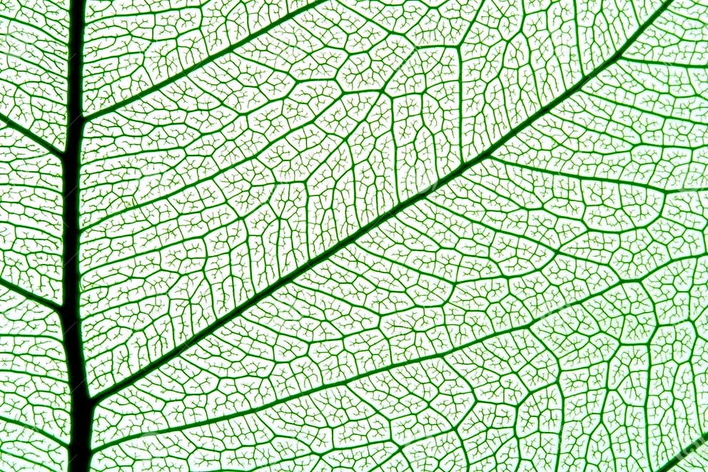 Leaf texture stock image. Image of texture, organic, transparent - 2333821
