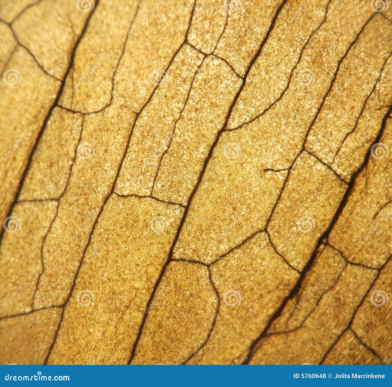 Leaf texture stock photo. Image of still, detail, bright - 5760648
