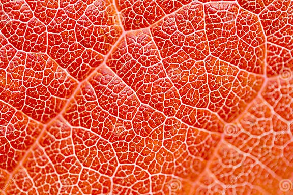 Leaf texture stock photo. Image of outdoors, environment - 6649210