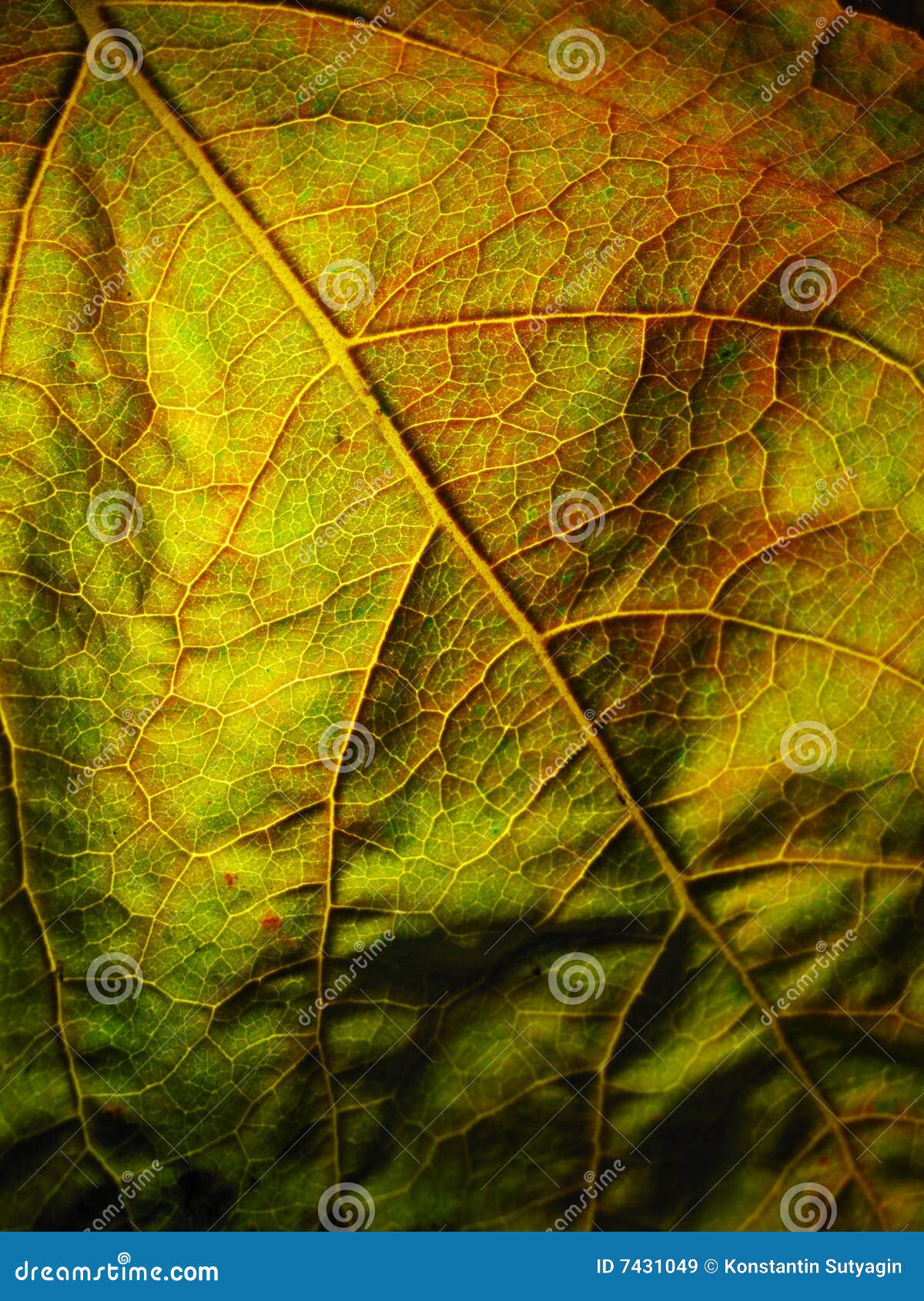 Leaf texture stock image. Image of fallen, fall, autumn - 7431049