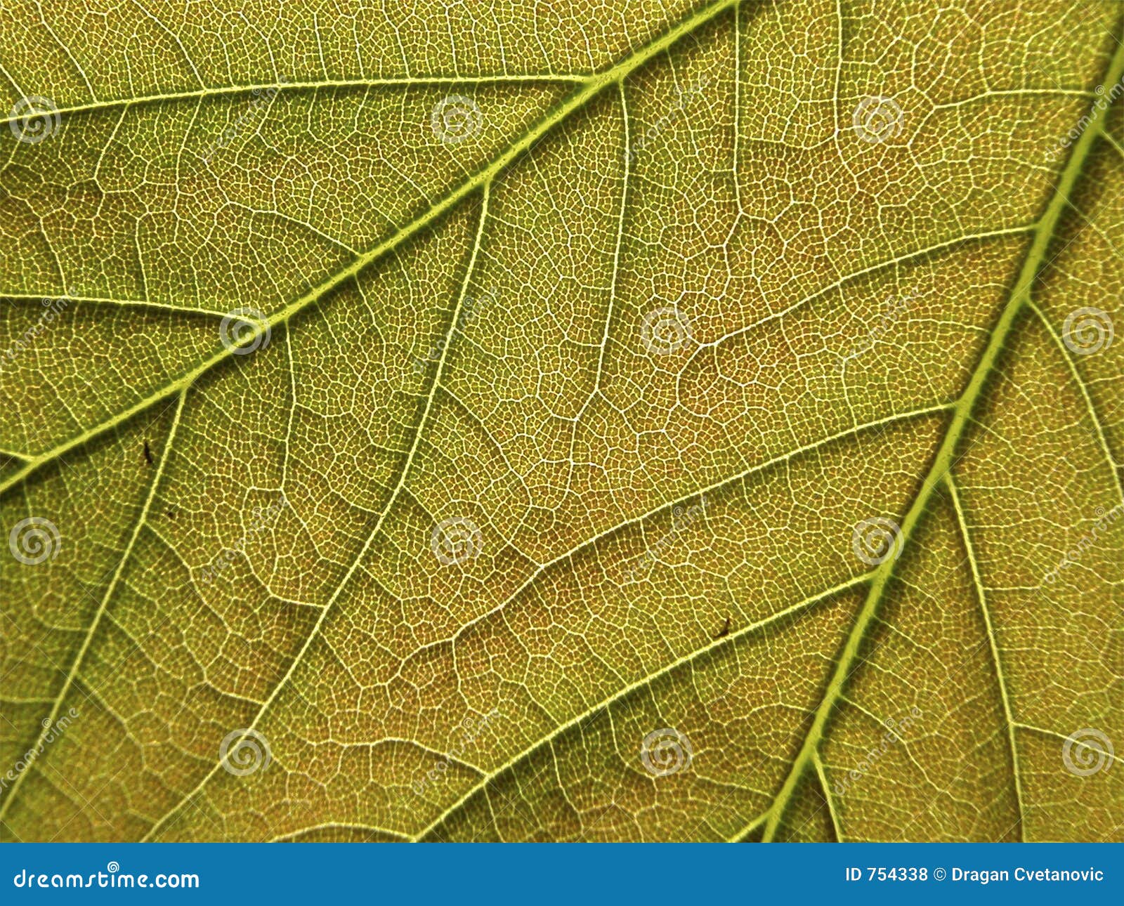 Leaf texture stock photo. Image of detail, texture, macro - 754338