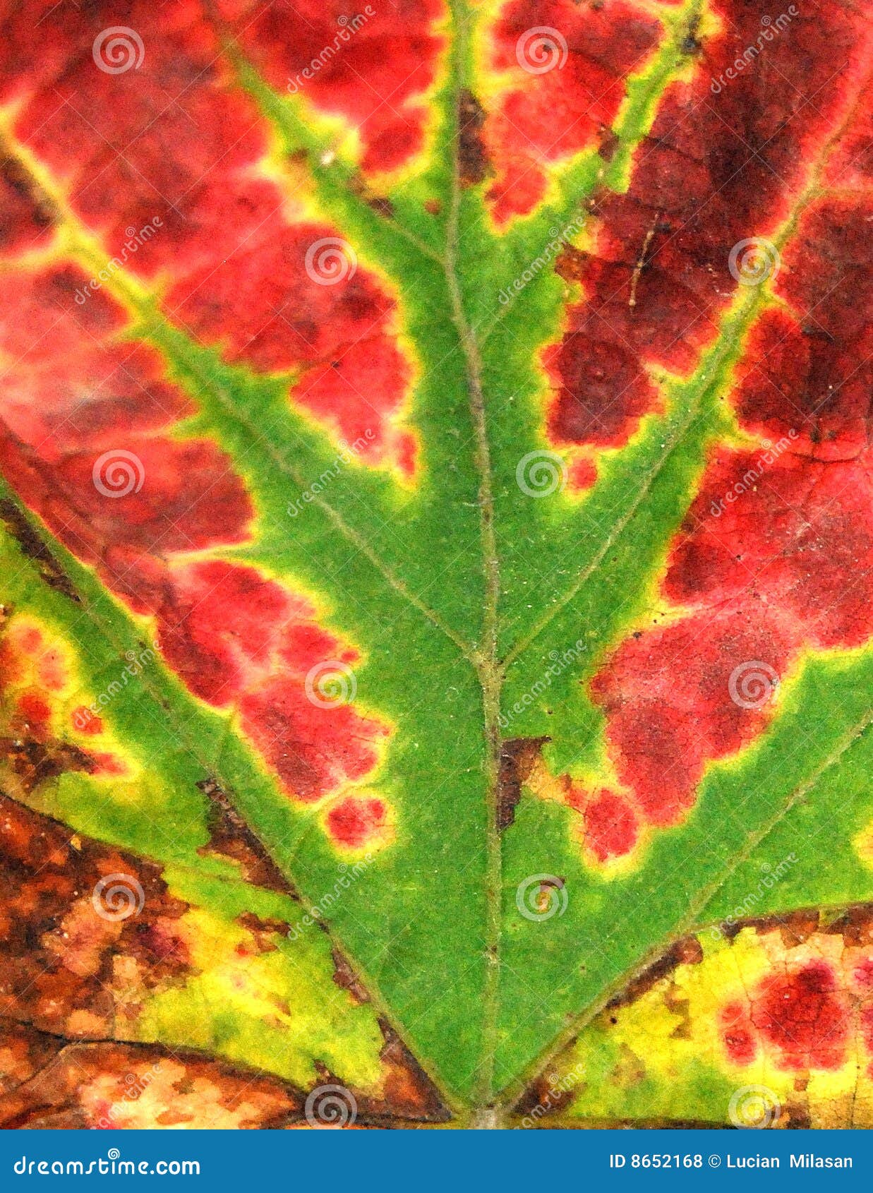 Leaf texture stock photo. Image of autumn, leaves, rust - 8652168