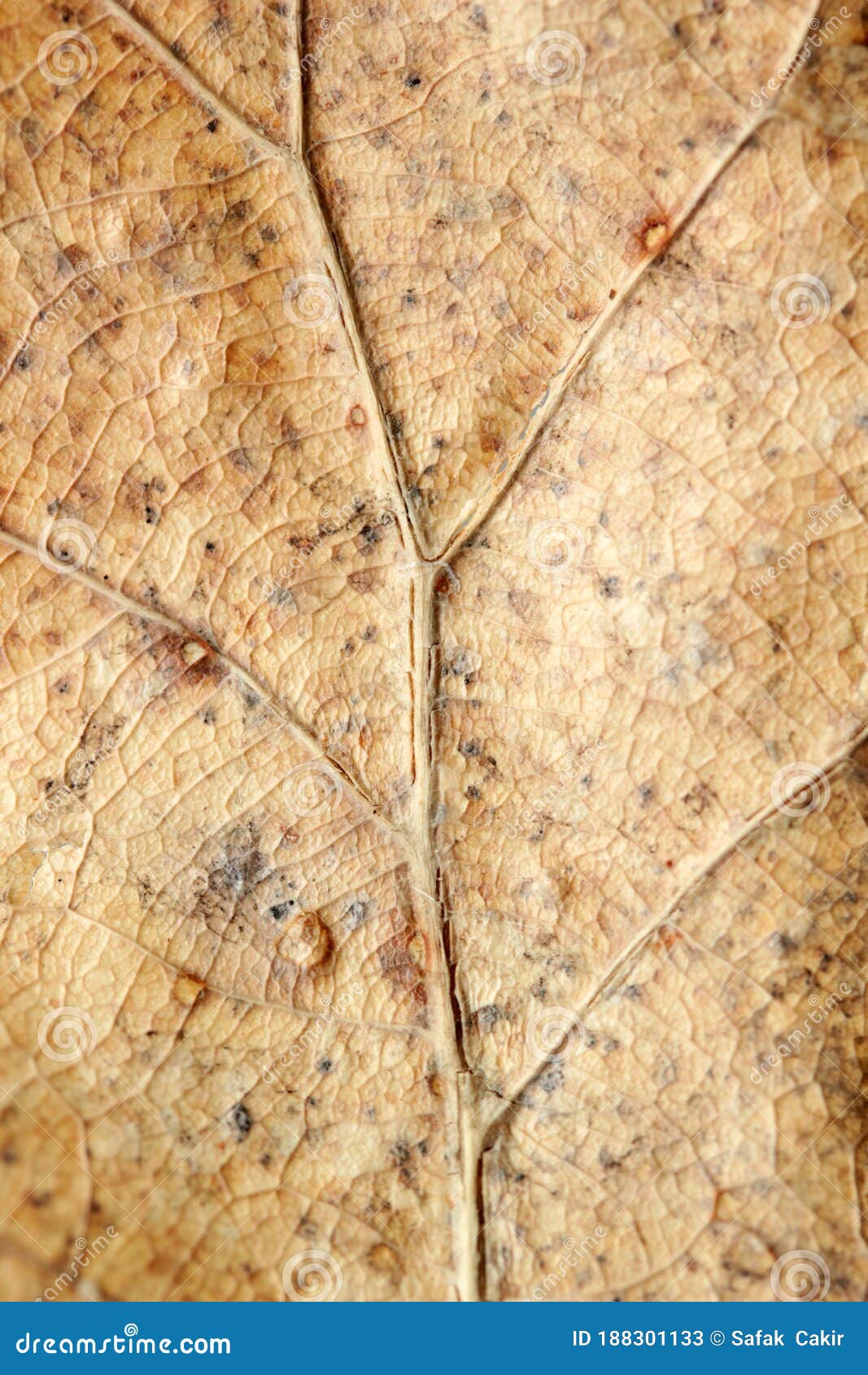 Leaf texture background stock image. Image of biological - 188301133