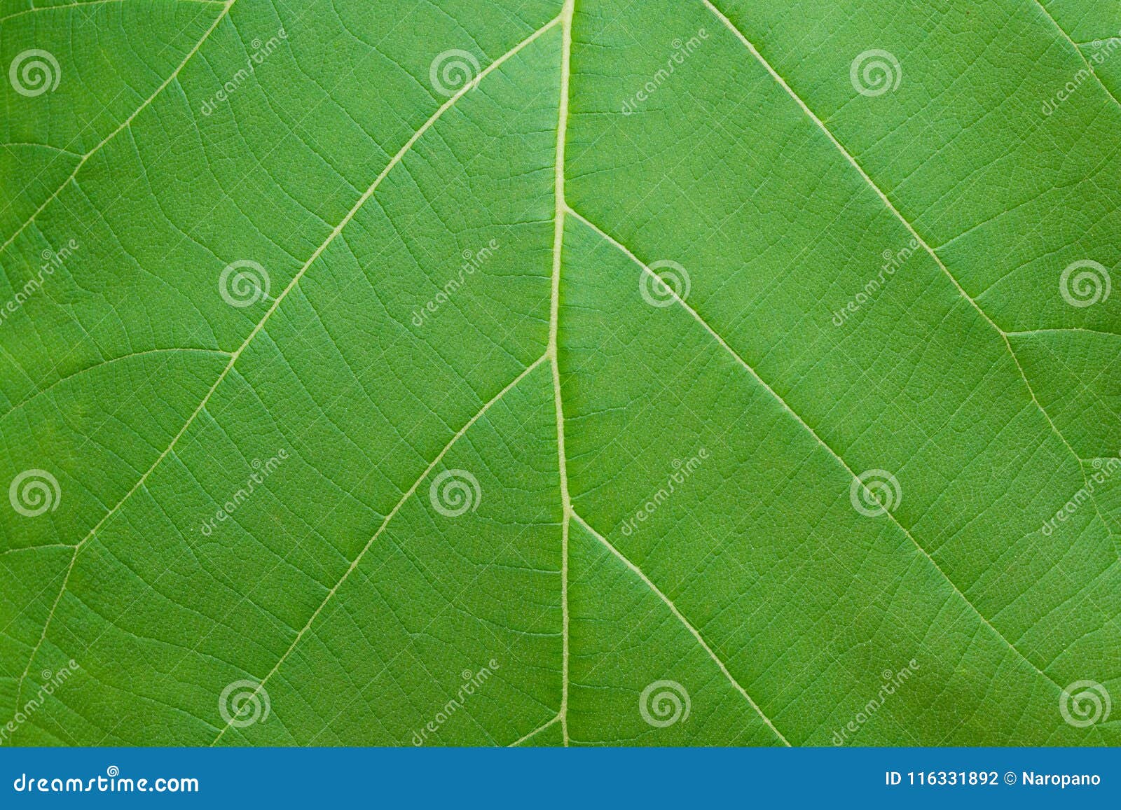 Leaf texture background stock photo. Image of grow, abstract - 116331892