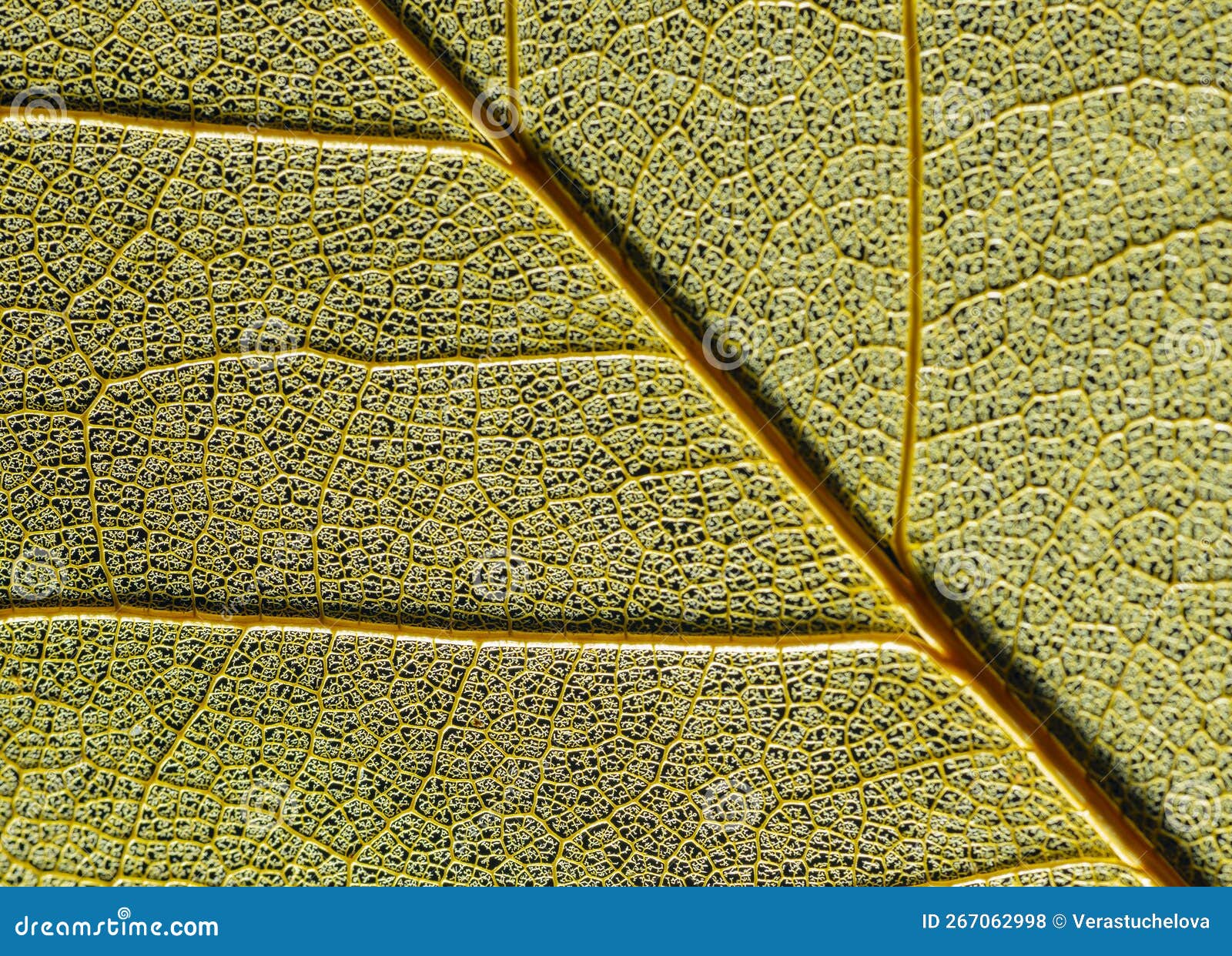 Leaf Texture Pattern, Leaf Background with Veins and Cells Stock Photo ...