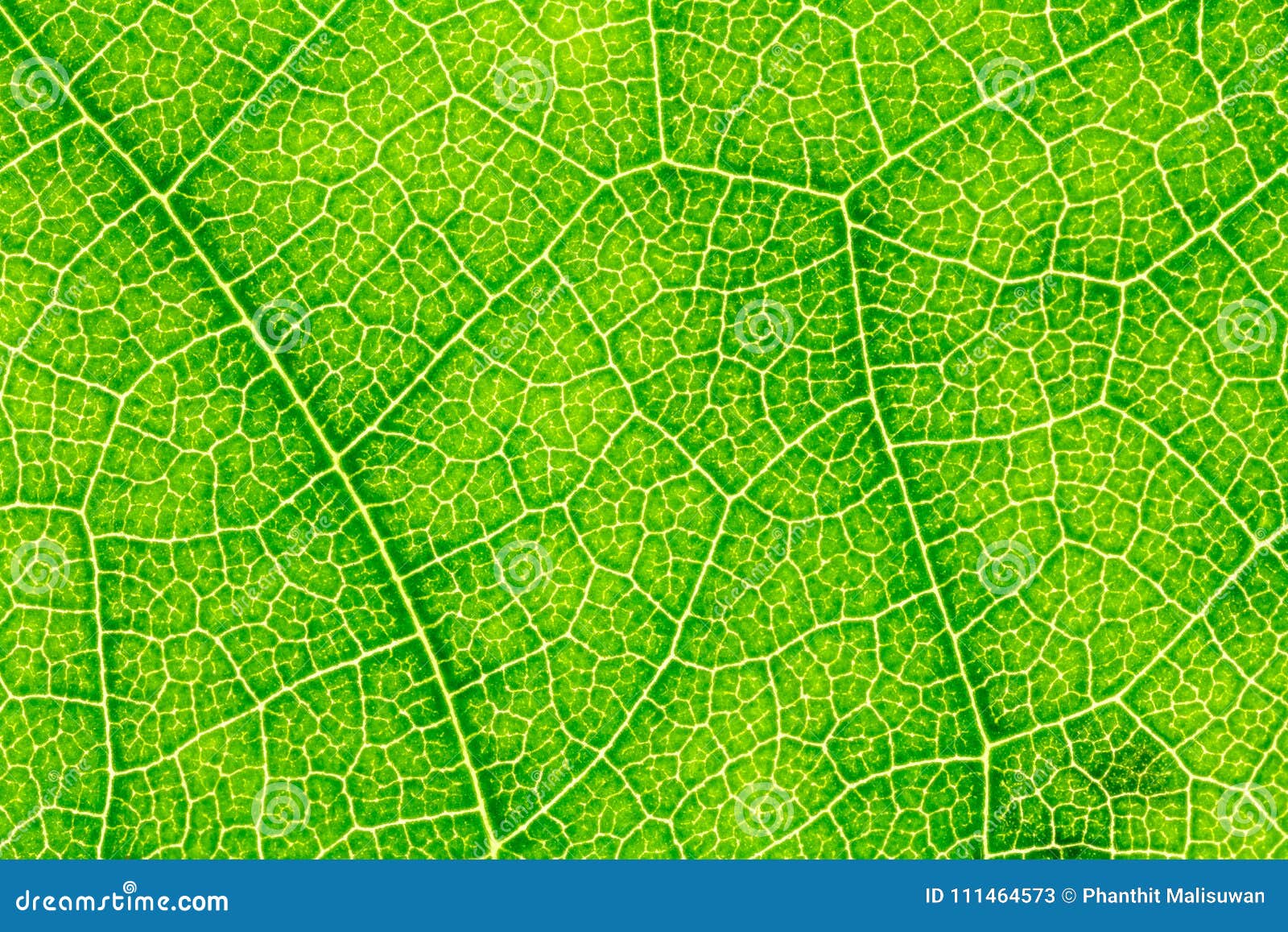 Leaf Texture or Leaf Background for Website Template, Spring Beauty ...