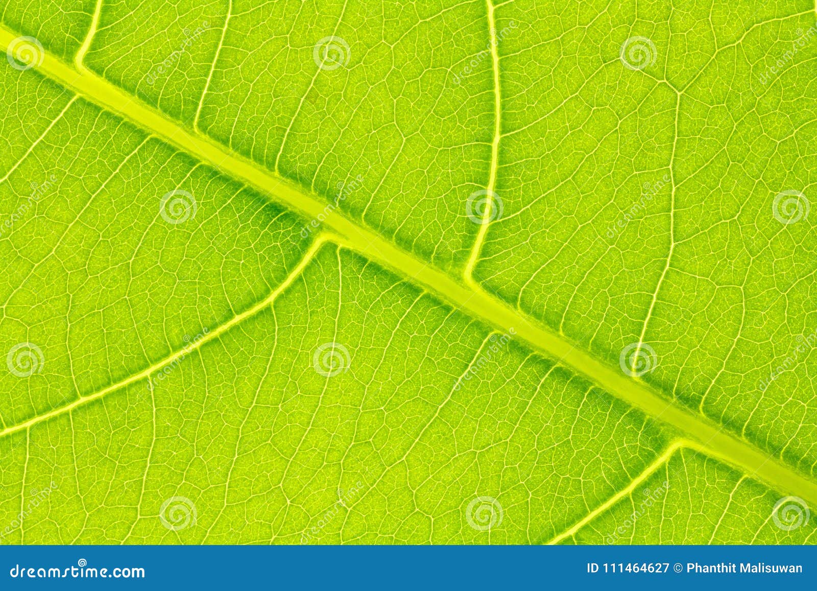 Leaf Texture or Leaf Background for Website Template, Spring Beauty ...