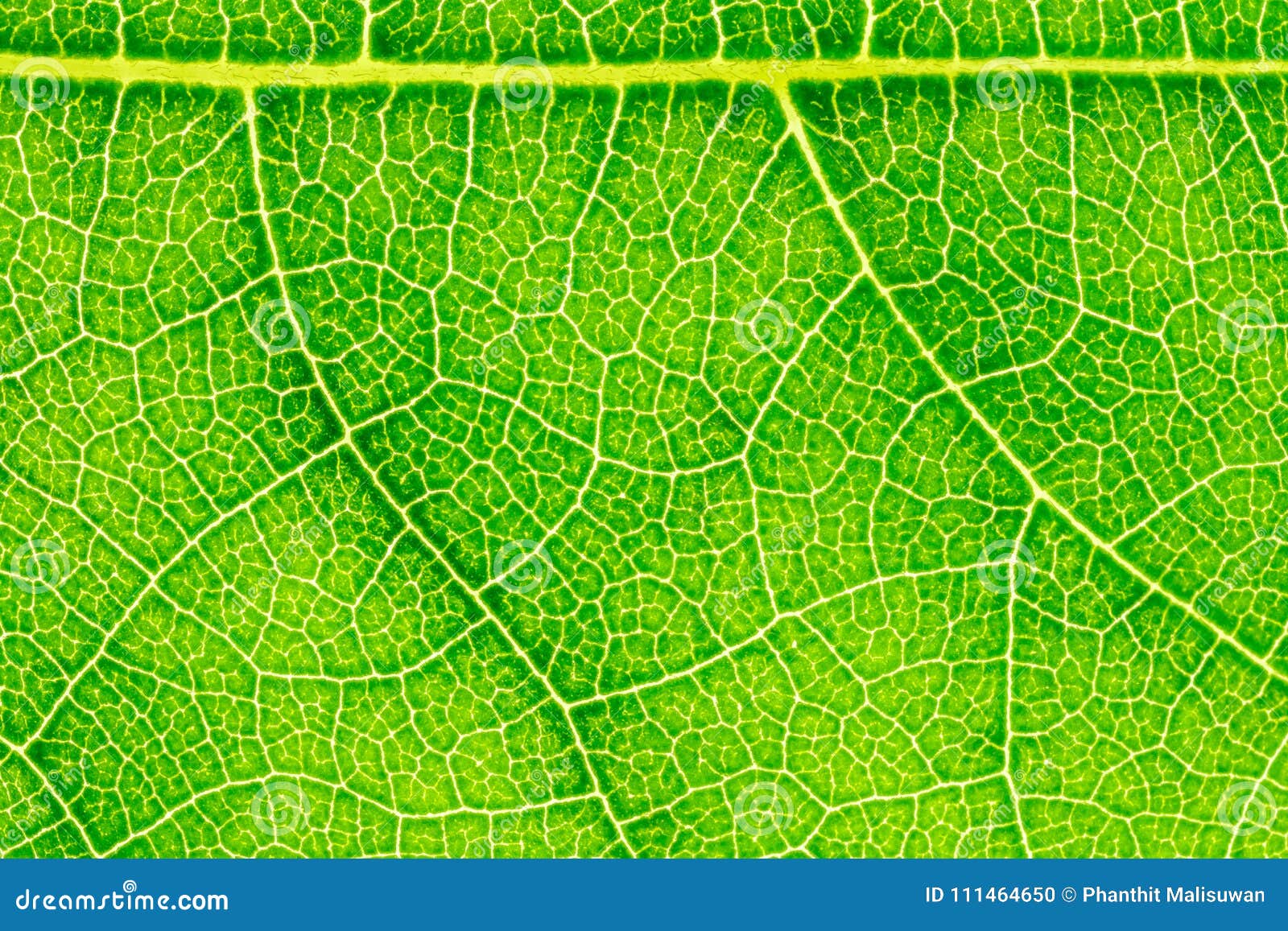 Leaf Texture or Leaf Background for Website Template, Spring Beauty ...
