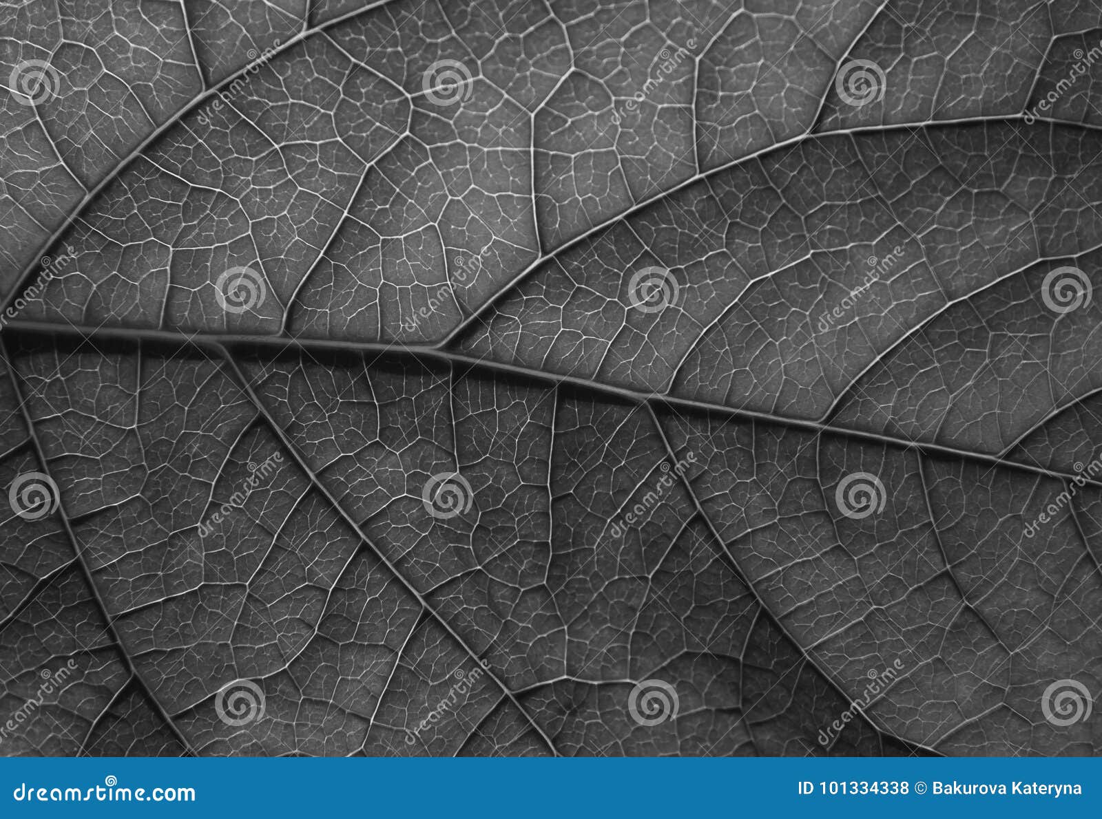 Leaf texture bw stock photo. Image of life, foliage - 101334338