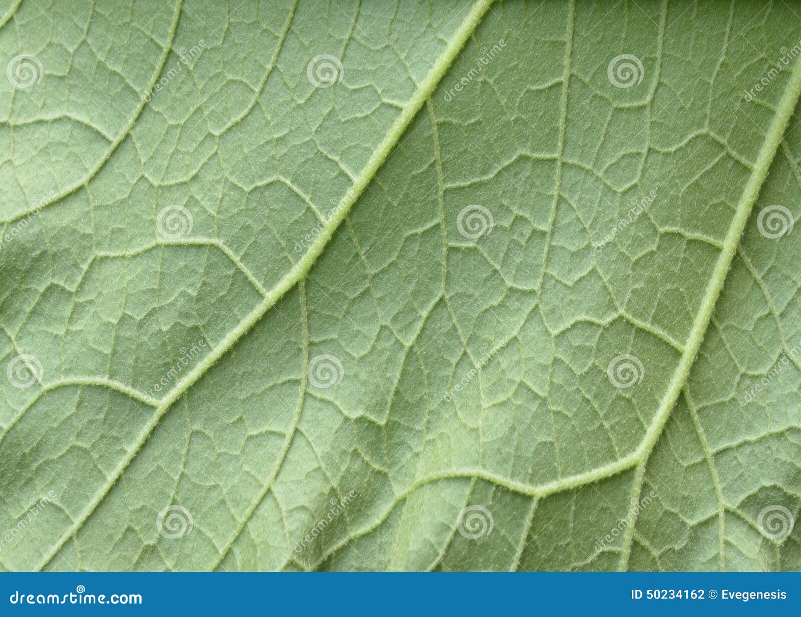 Leaf texture stock photo. Image of structures, bstract - 50234162