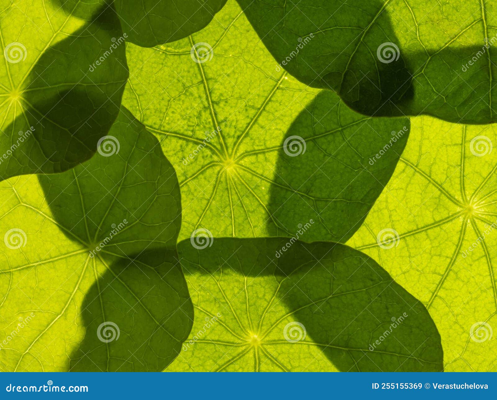 Leaf texture close up stock image. Image of texture - 255155369