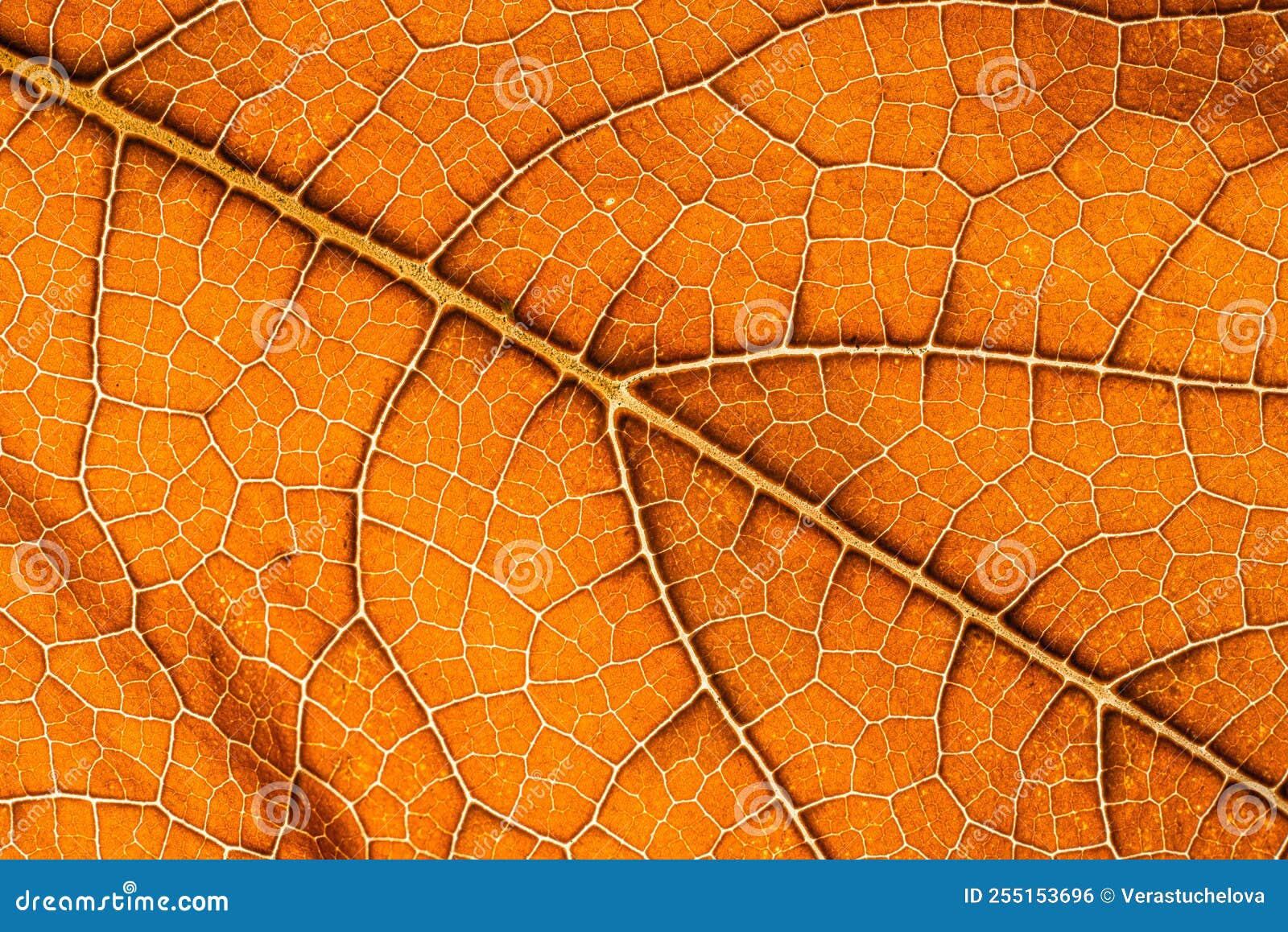 Leaf texture close up stock photo. Image of cells, magnification ...