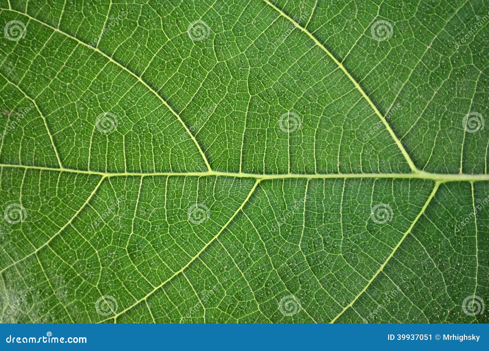 Leaf Texture stock image. Image of branched, detailed - 39937051