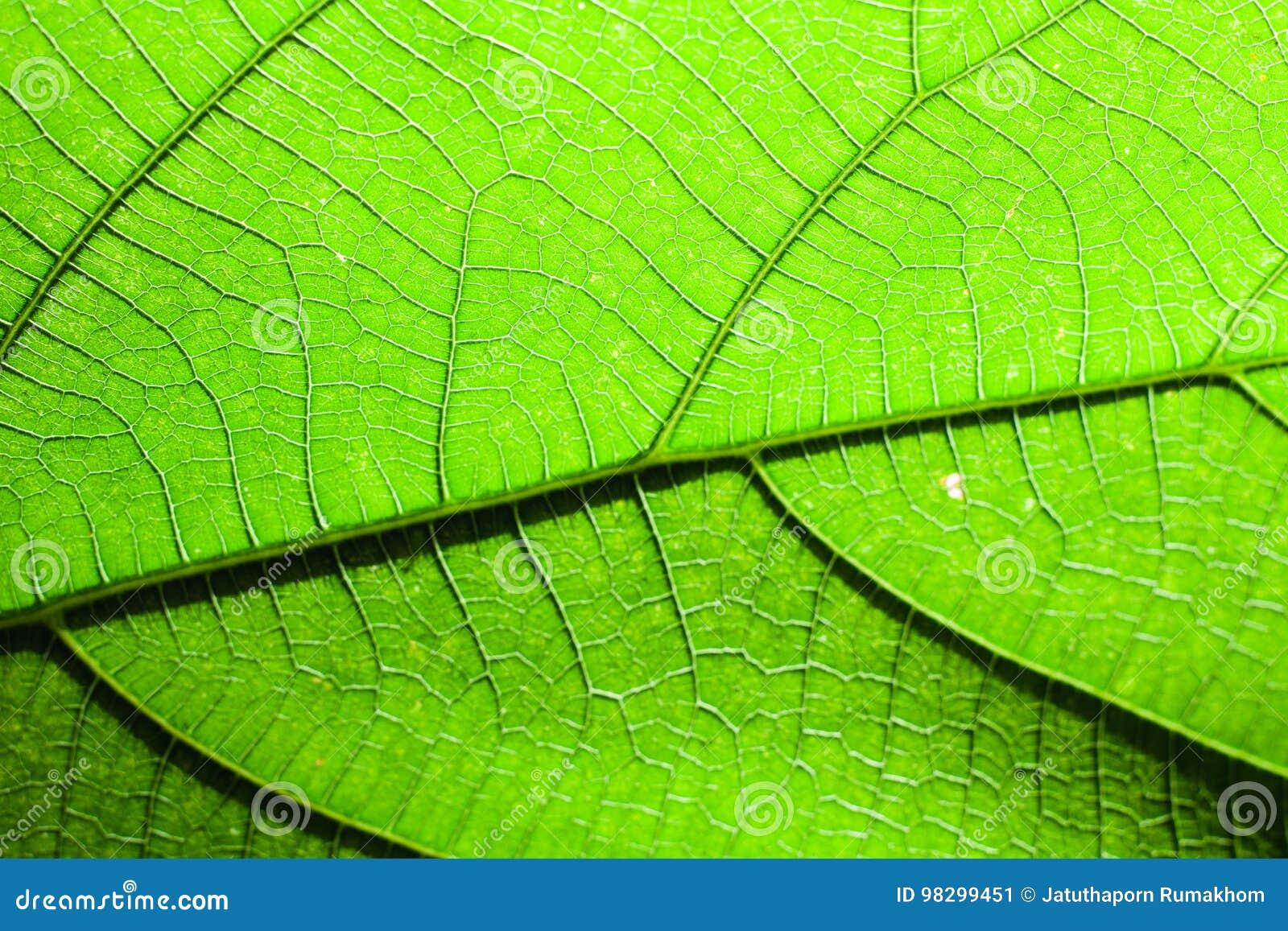 Leaf texture stock image. Image of natural, beautiful - 98299451