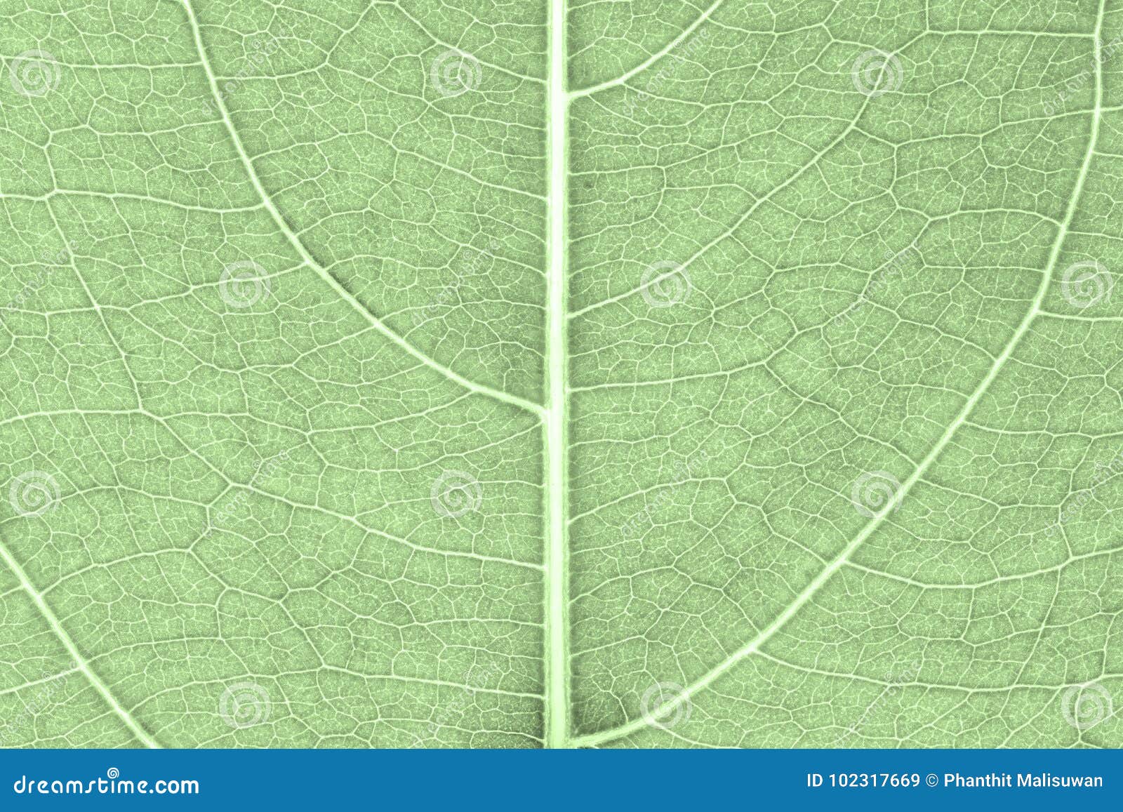 Leaf Texture or Leaf Background for Design. Stock Image - Image of ...