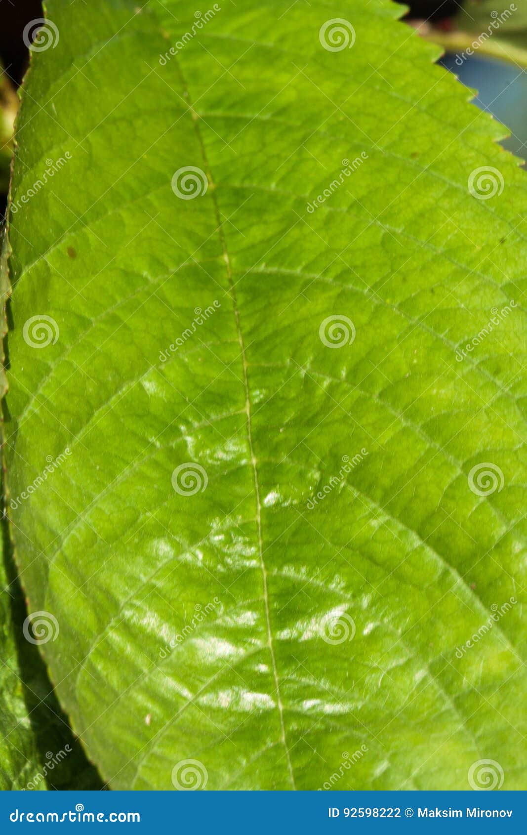 Leaf Texture, Leaf Background for Design of Veins and Chlorophyll Stock ...
