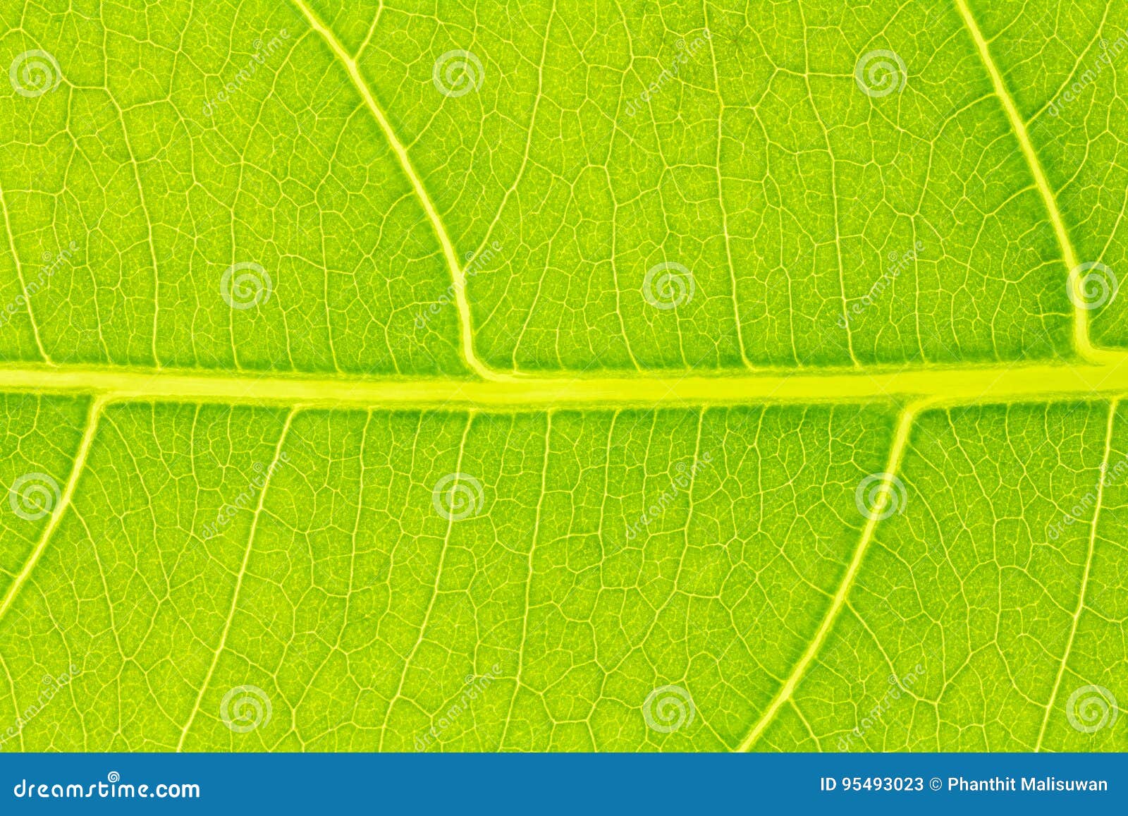 Leaf Texture or Leaf Background. Stock Image - Image of abstract, fresh ...