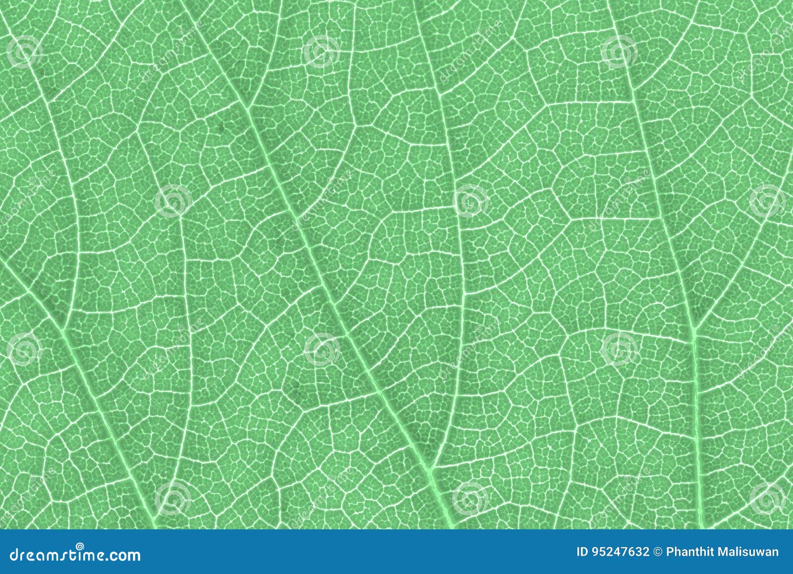 Leaf Texture, Leaf Background. Stock Photo - Image of light ...