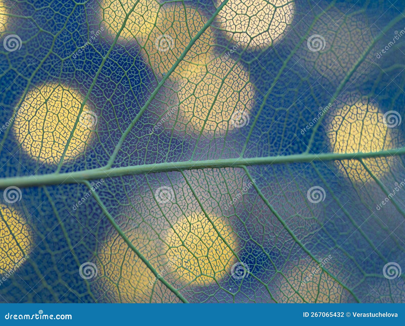 Leaf Texture, Leaf Background with Veins and Cells Stock Photo - Image ...