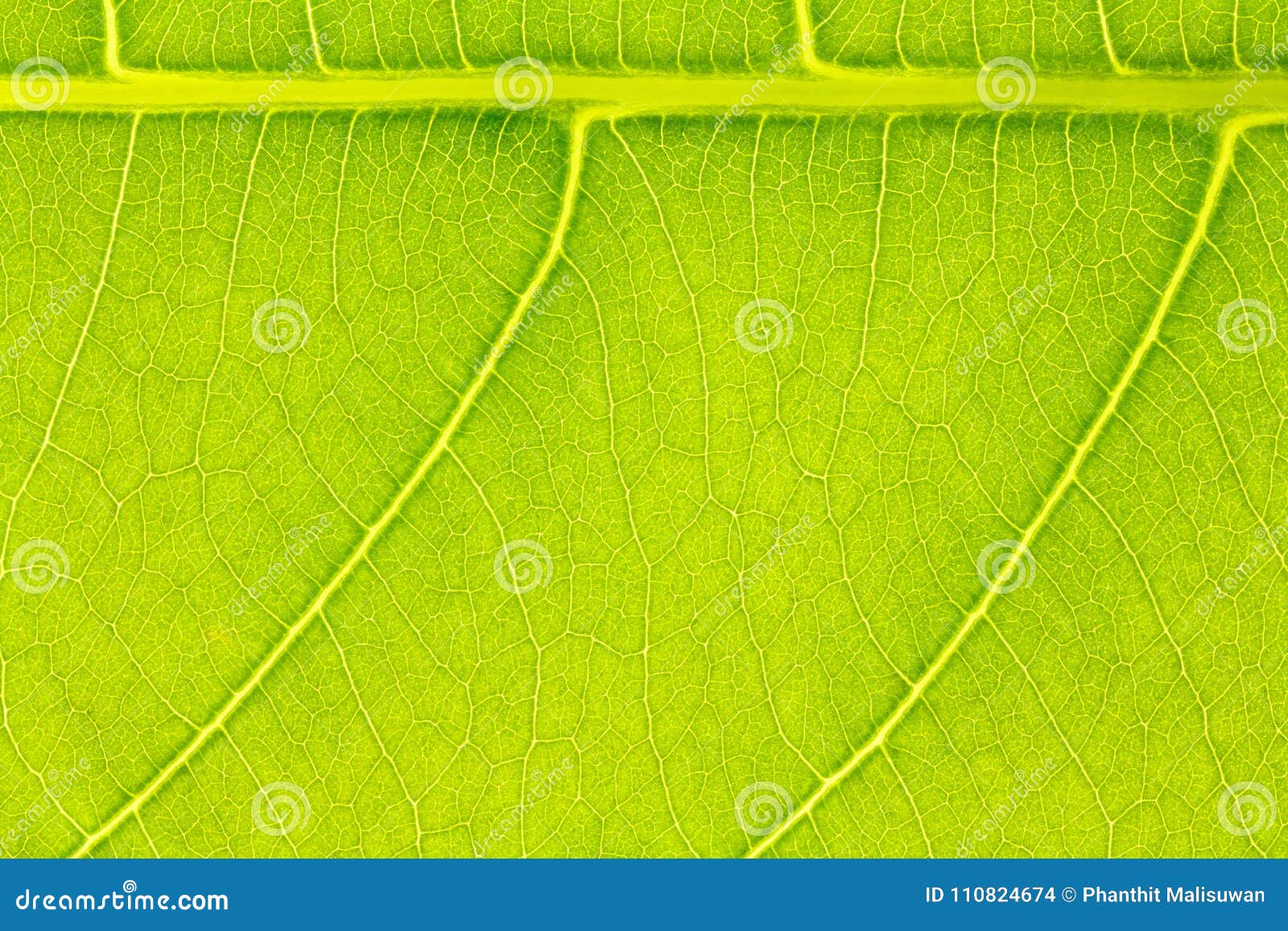Leaf Texture or Leaf Background for Website Template, Postcard ...