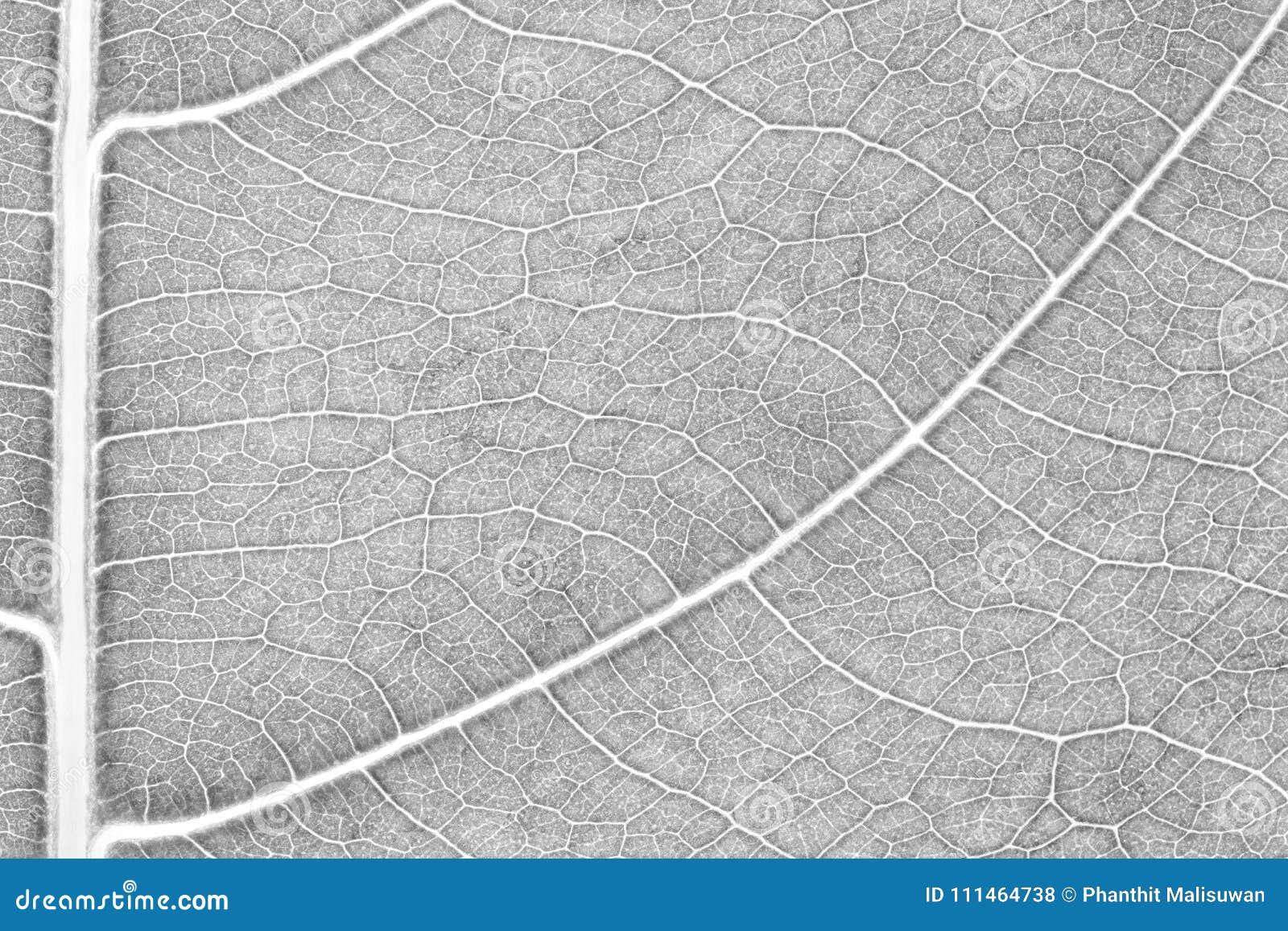 Leaf Texture or Leaf Background for Website Template, Spring Beauty ...